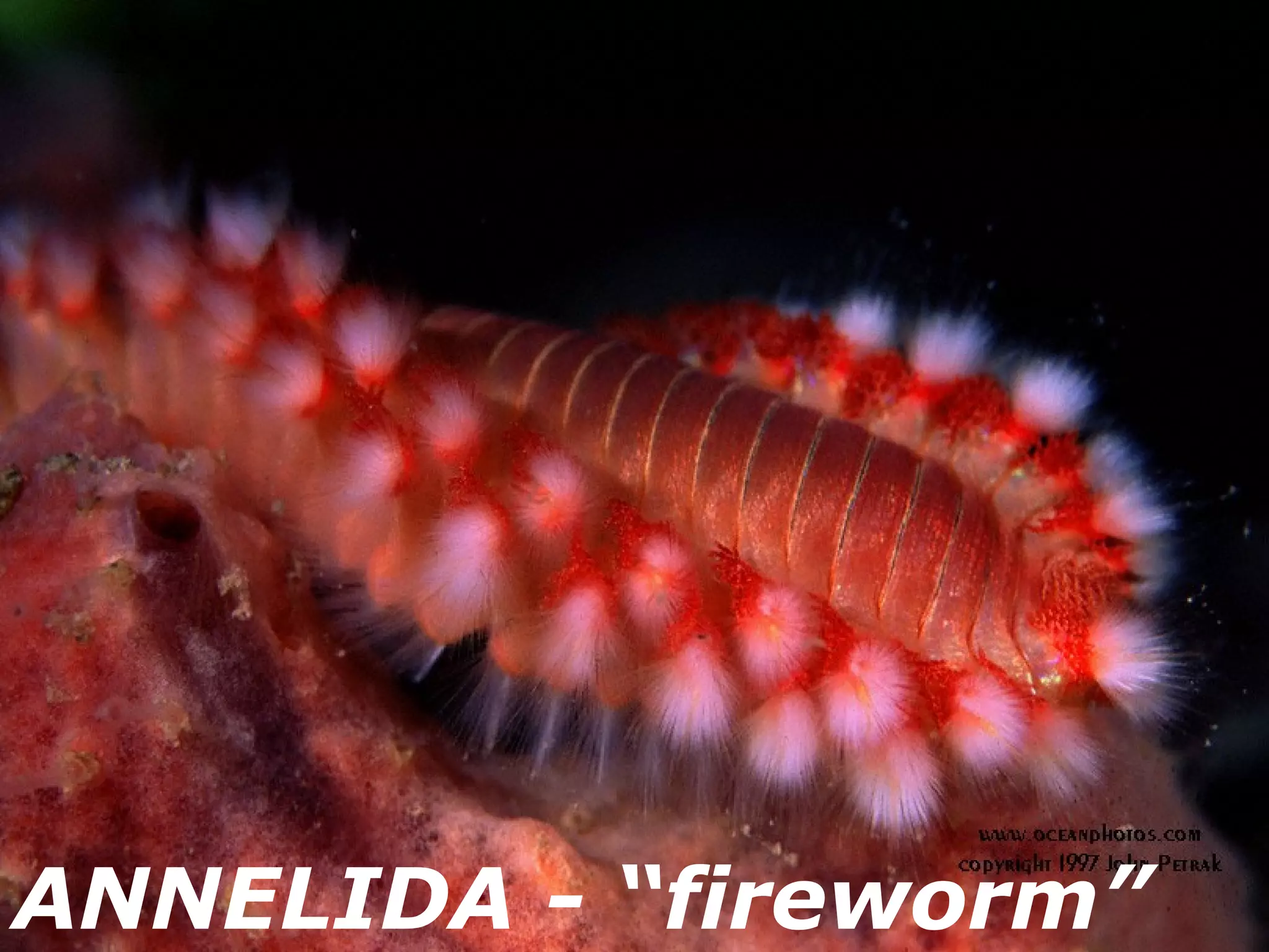 Phylum Annelida | PPT
