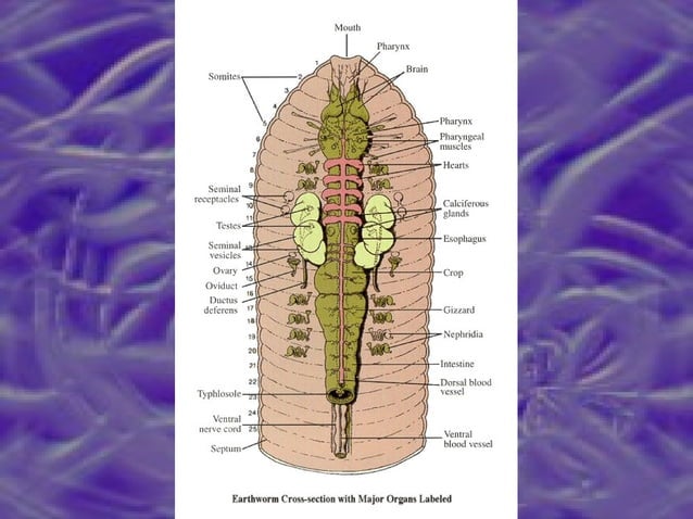 Phylum Annelida | PPT