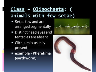 Oligochaeta Examples