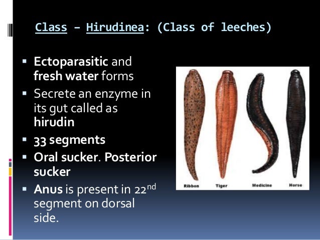 Phylum Annelida