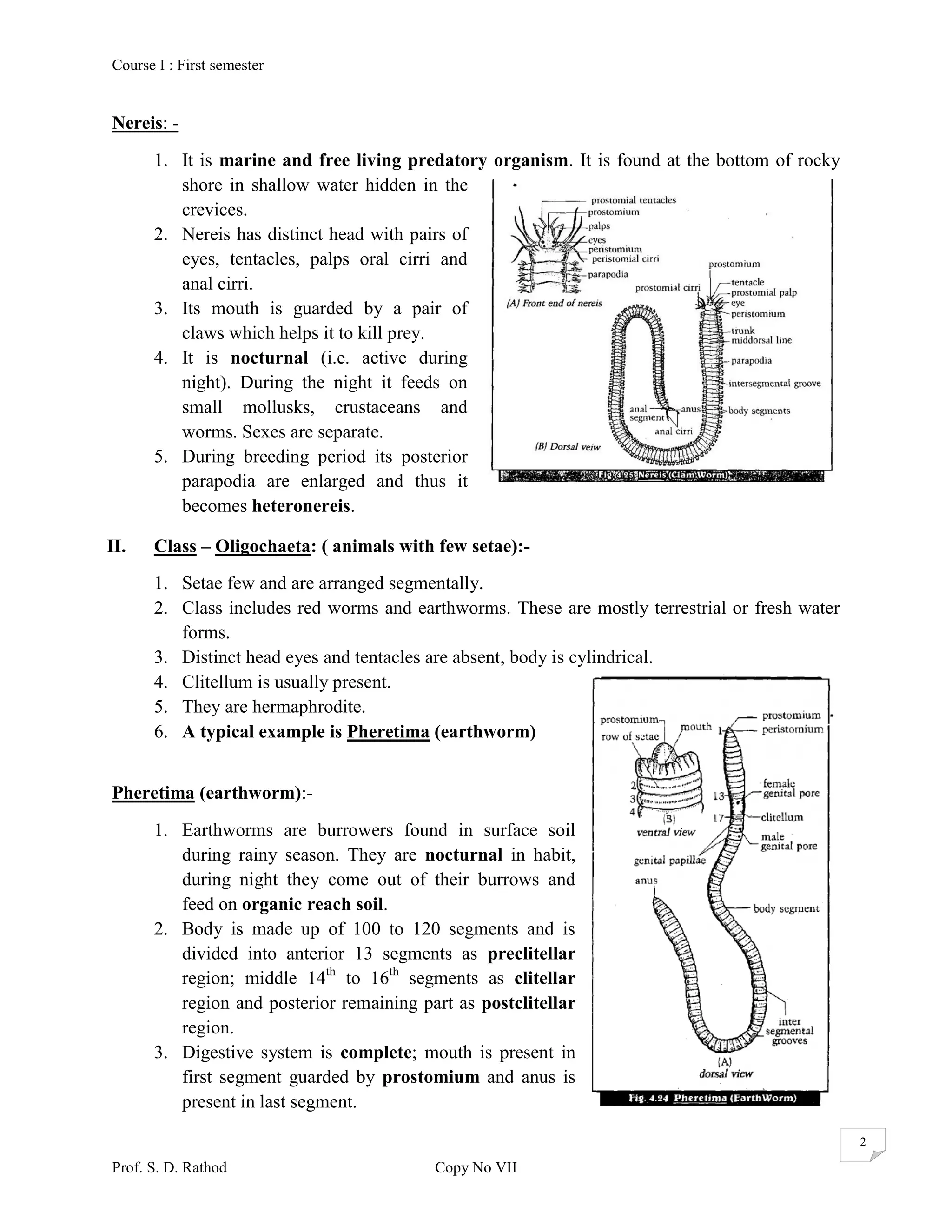 Phylum annelida | PDF