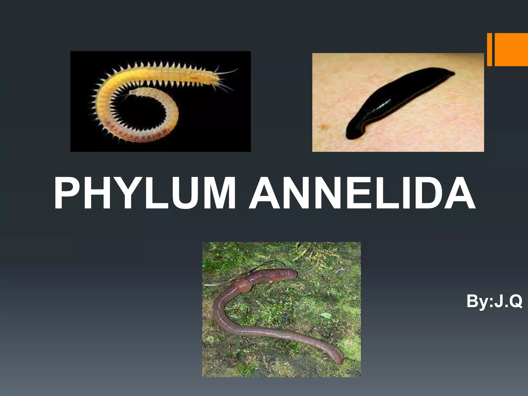 Phylum annelida (By: J.Q) | PPTX