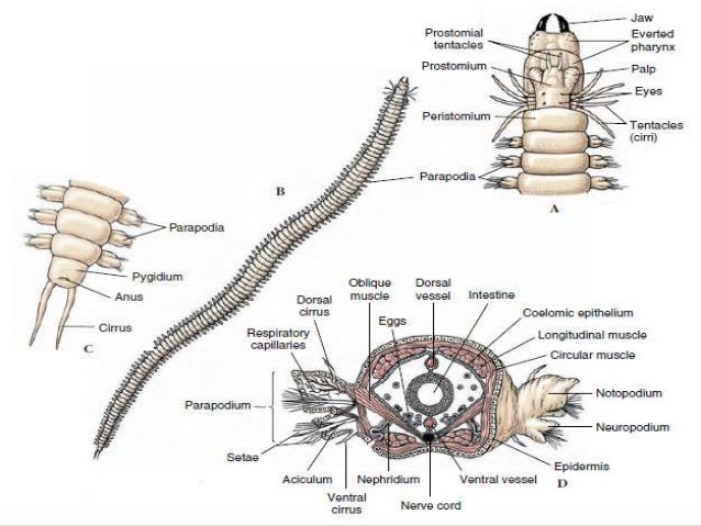 Phylum annelida (By: J.Q)