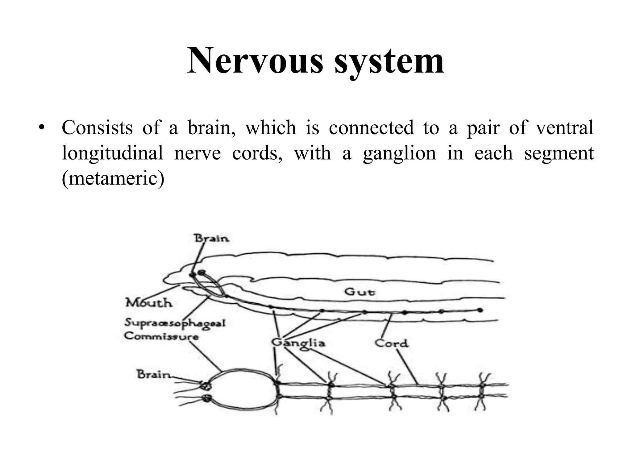 Phylum Annelida.pptx