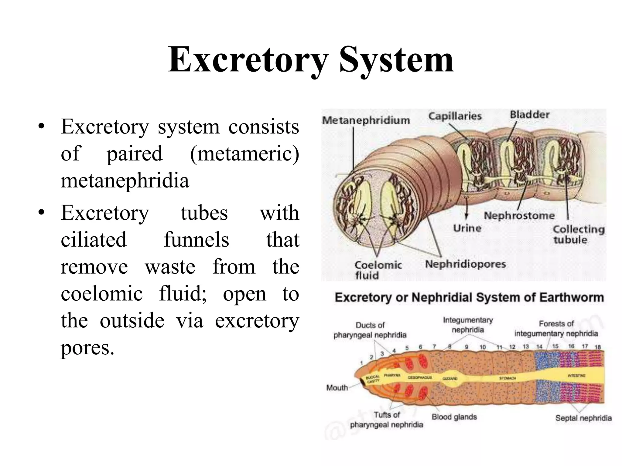 Phylum Annelida.pptx