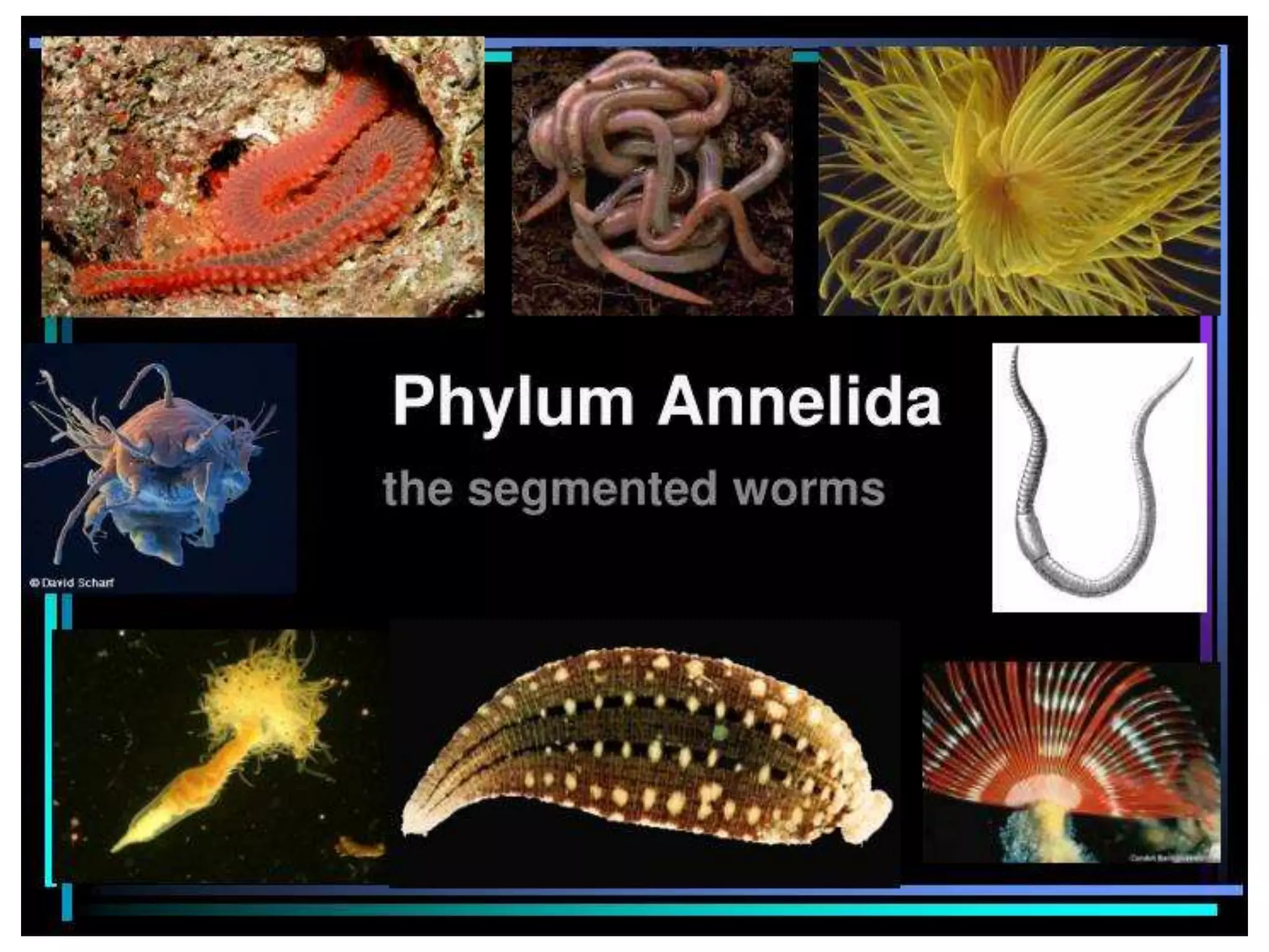 Phylum Annelida.pptx