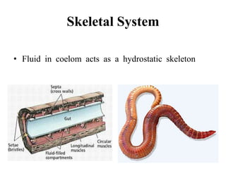 Phylum Annelida.pptx