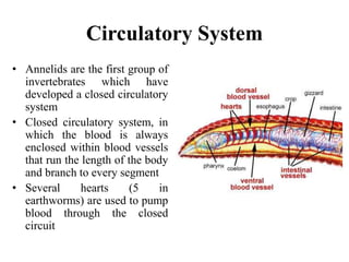Phylum Annelida.pptx