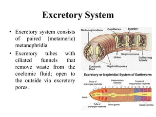 Phylum Annelida.pptx