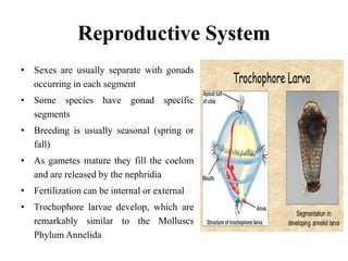 Phylum Annelida.pptx
