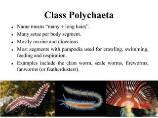 Phylum Annelida.pptx