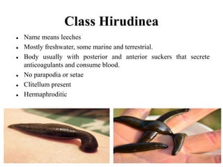 Phylum Annelida.pptx