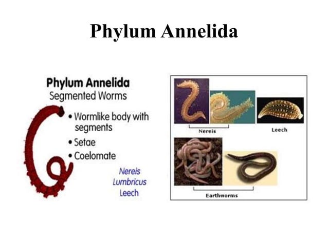 Phylum Annelida.pptx | Geography | Science