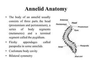 Phylum Annelida.pptx