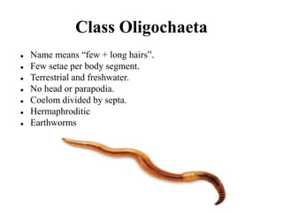 Oligochaeta Examples
