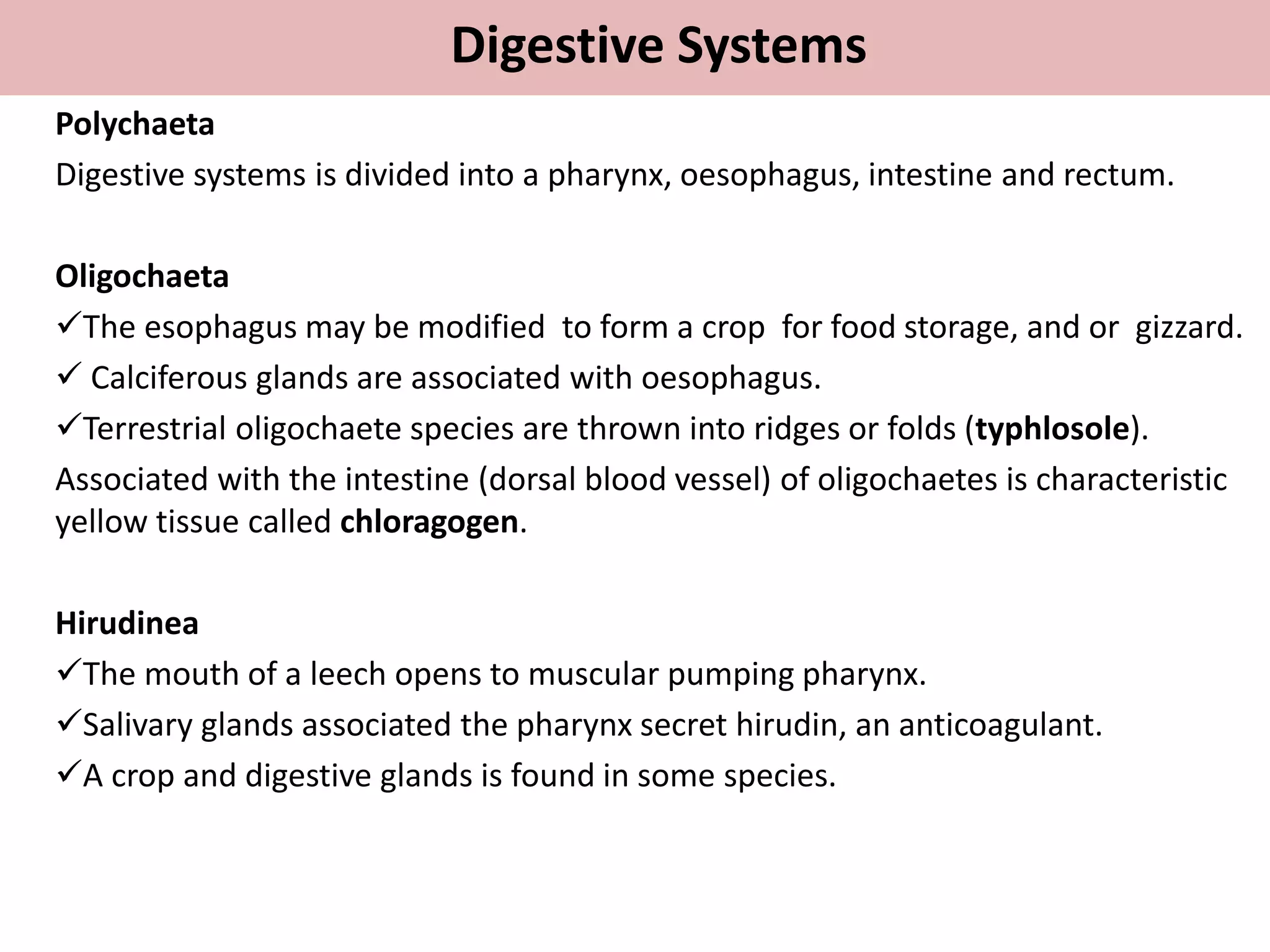 PHYLUM ANNELIDA.ppt
