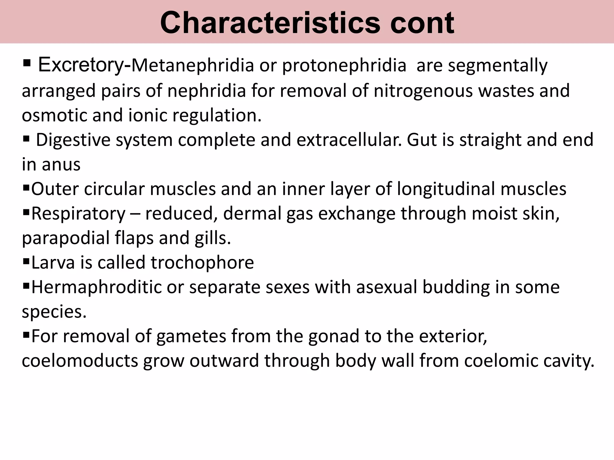 PHYLUM ANNELIDA.ppt
