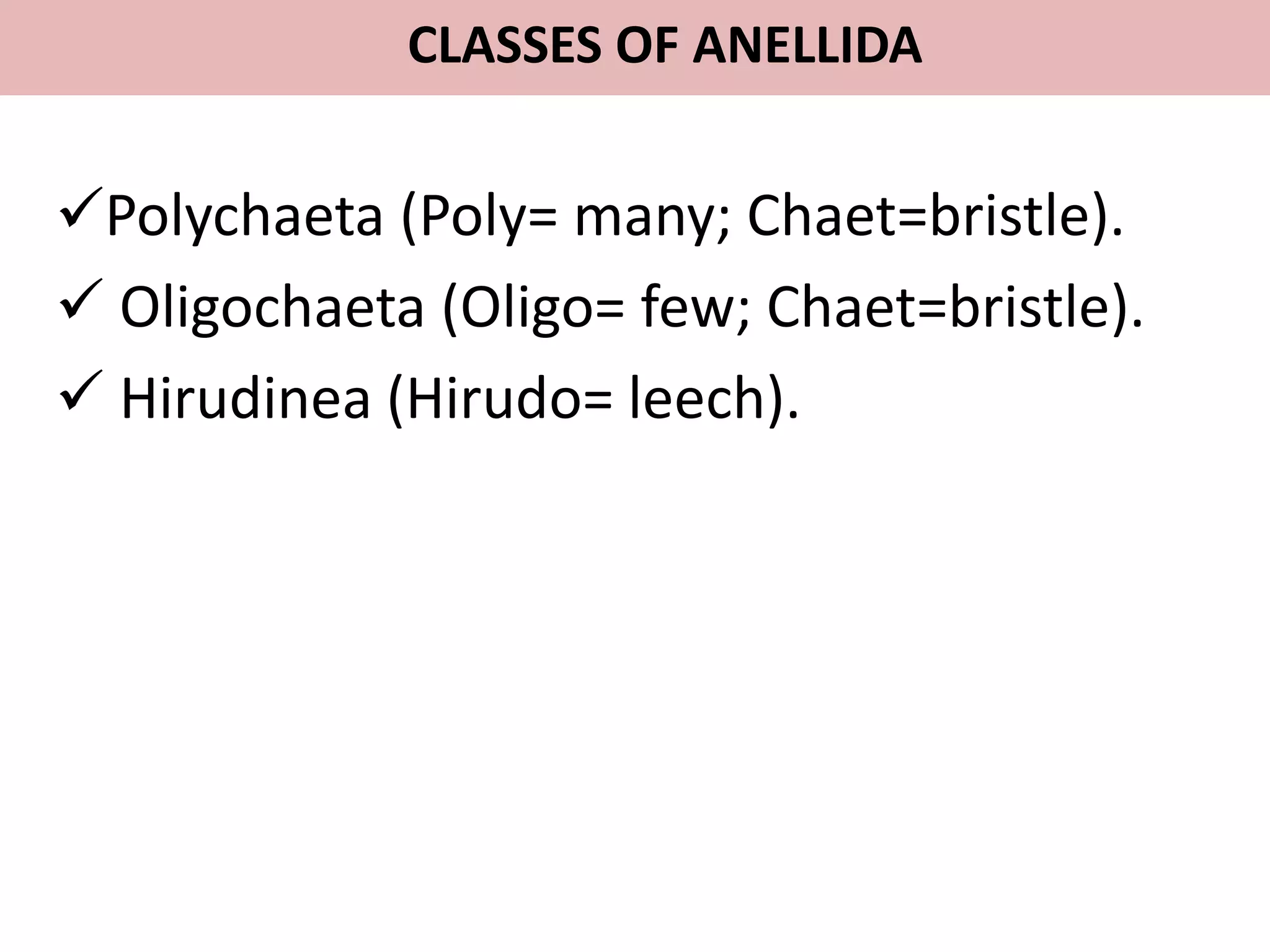 PHYLUM ANNELIDA.ppt