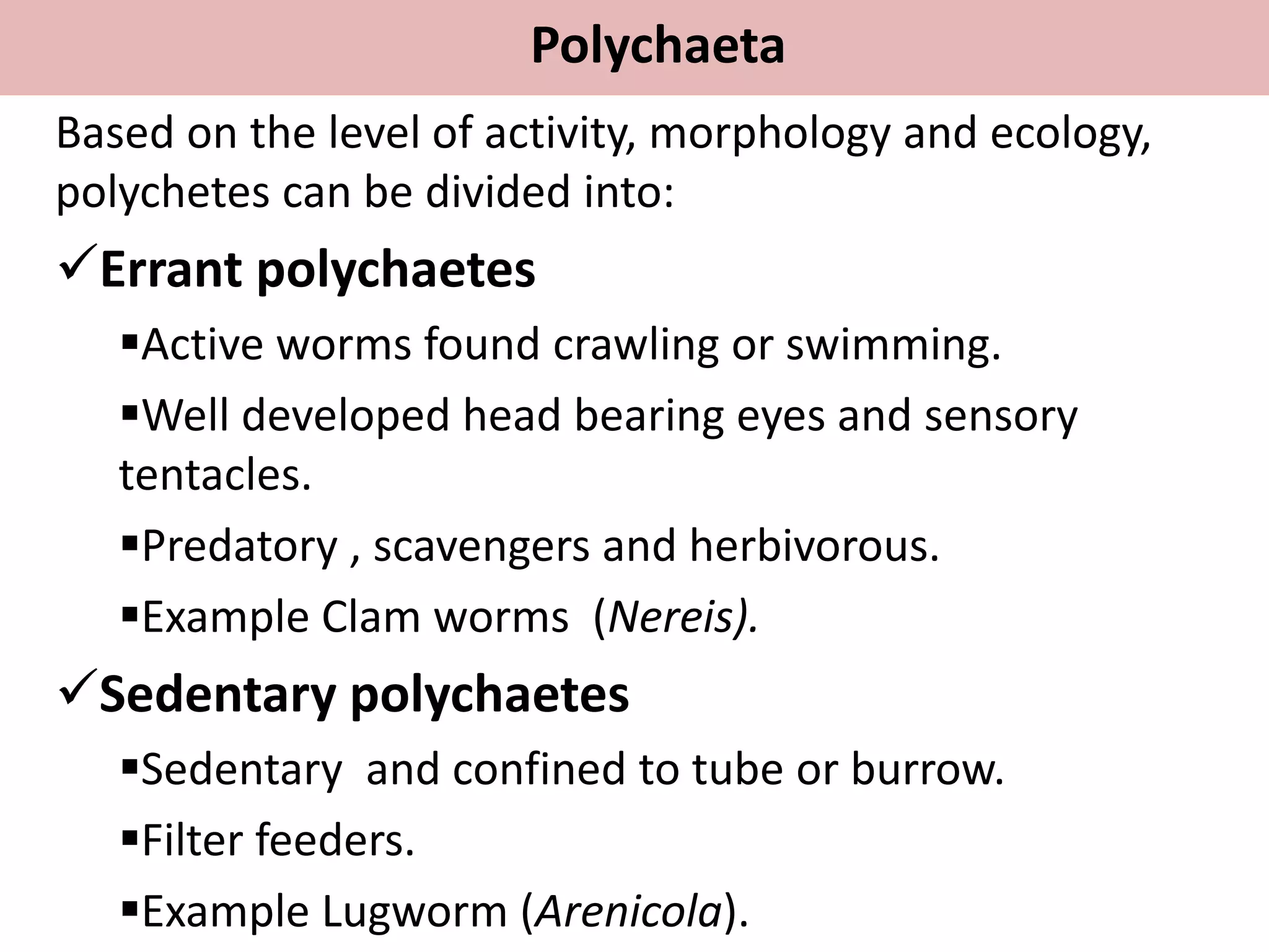 PHYLUM ANNELIDA.ppt