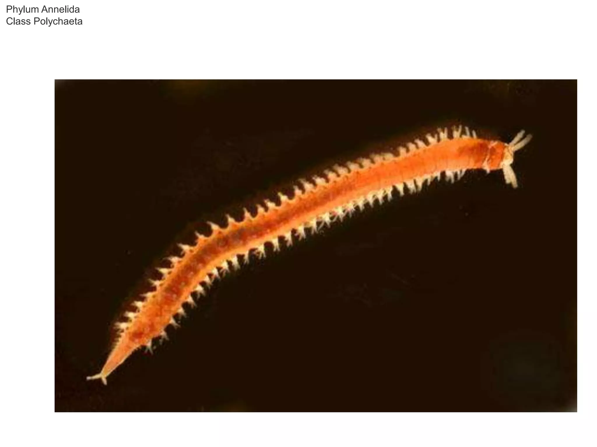 PHYLUM ANNELIDA.ppt