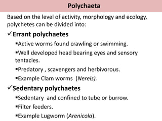 PHYLUM ANNELIDA.ppt
