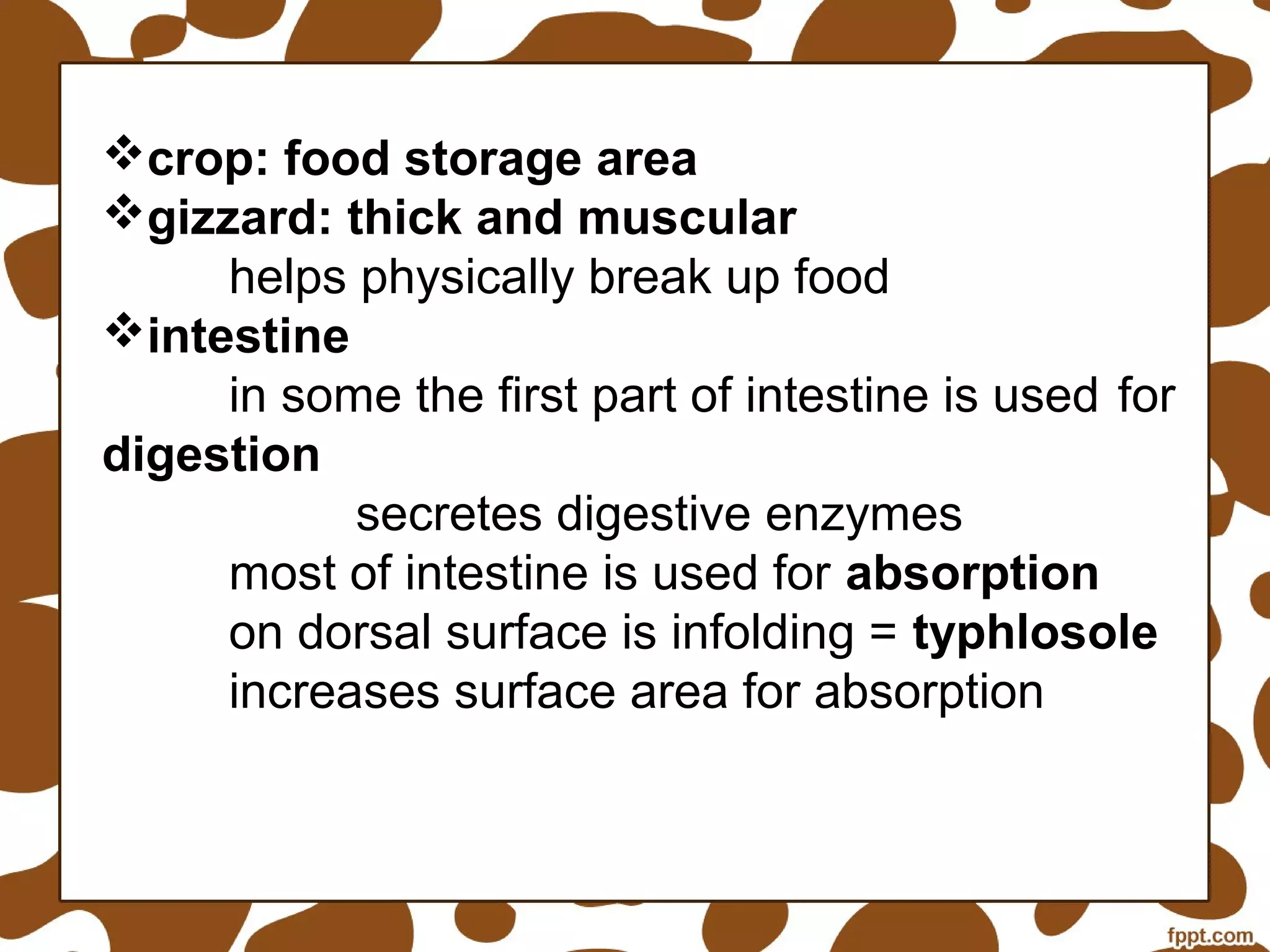 Phylum Annelida - Class Polychaeta, Class Oligochaeta, Class Hirudinea ...