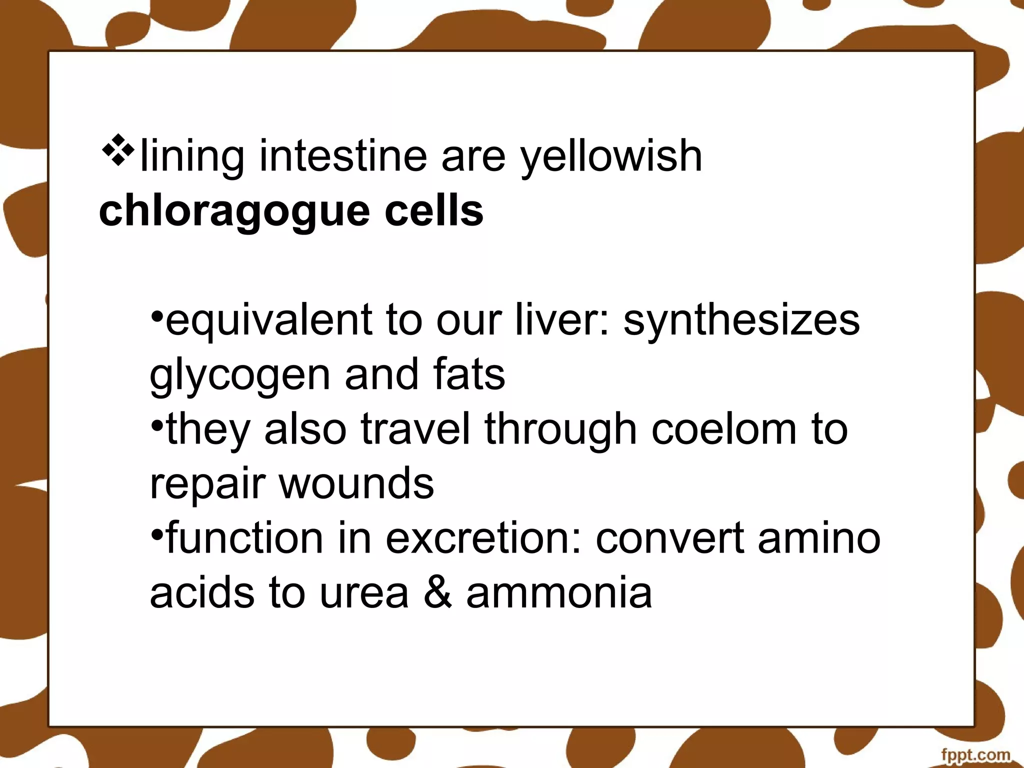 Phylum Annelida - Class Polychaeta, Class Oligochaeta, Class Hirudinea ...