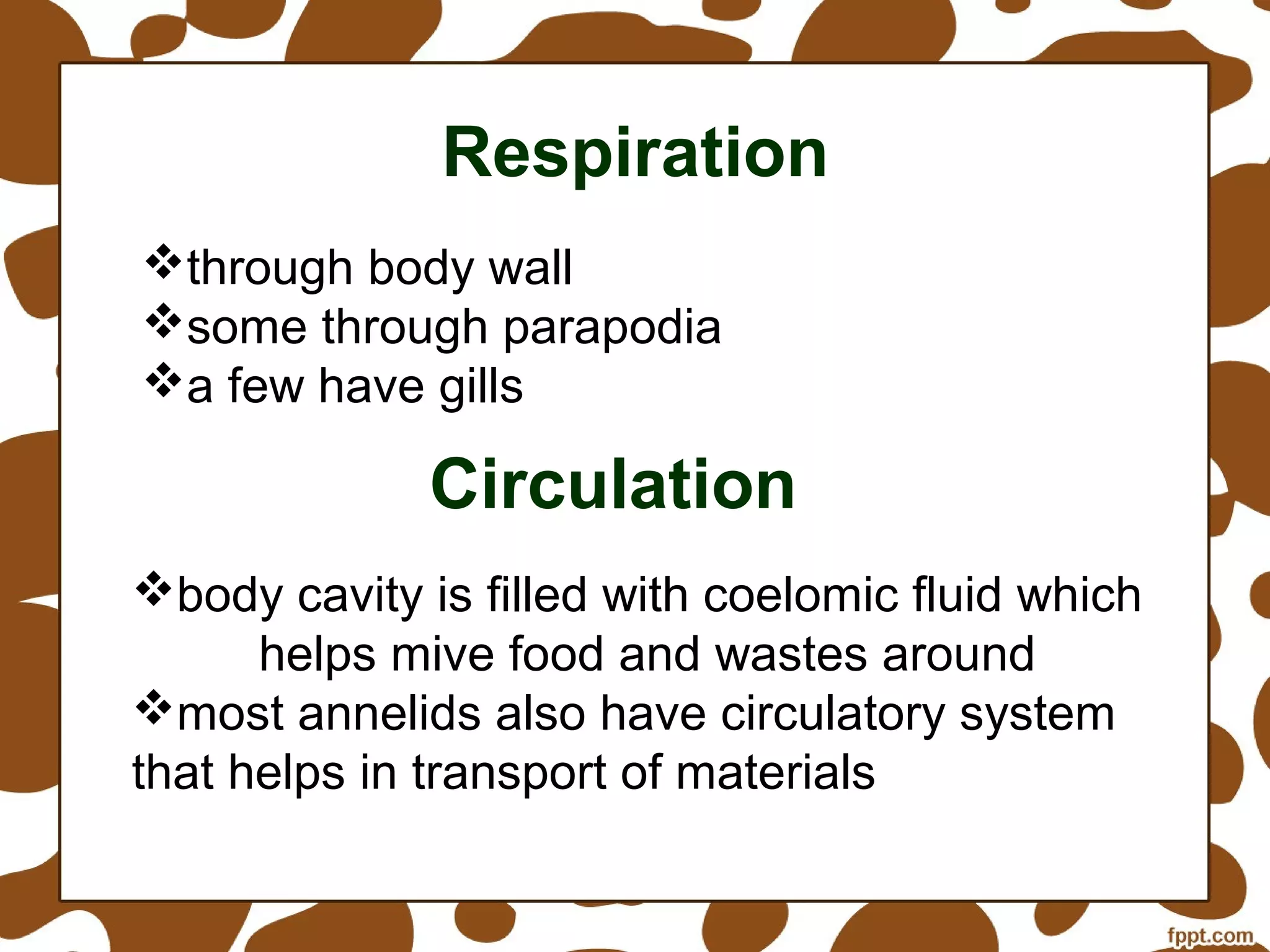 Phylum Annelida - Class Polychaeta, Class Oligochaeta, Class Hirudinea ...