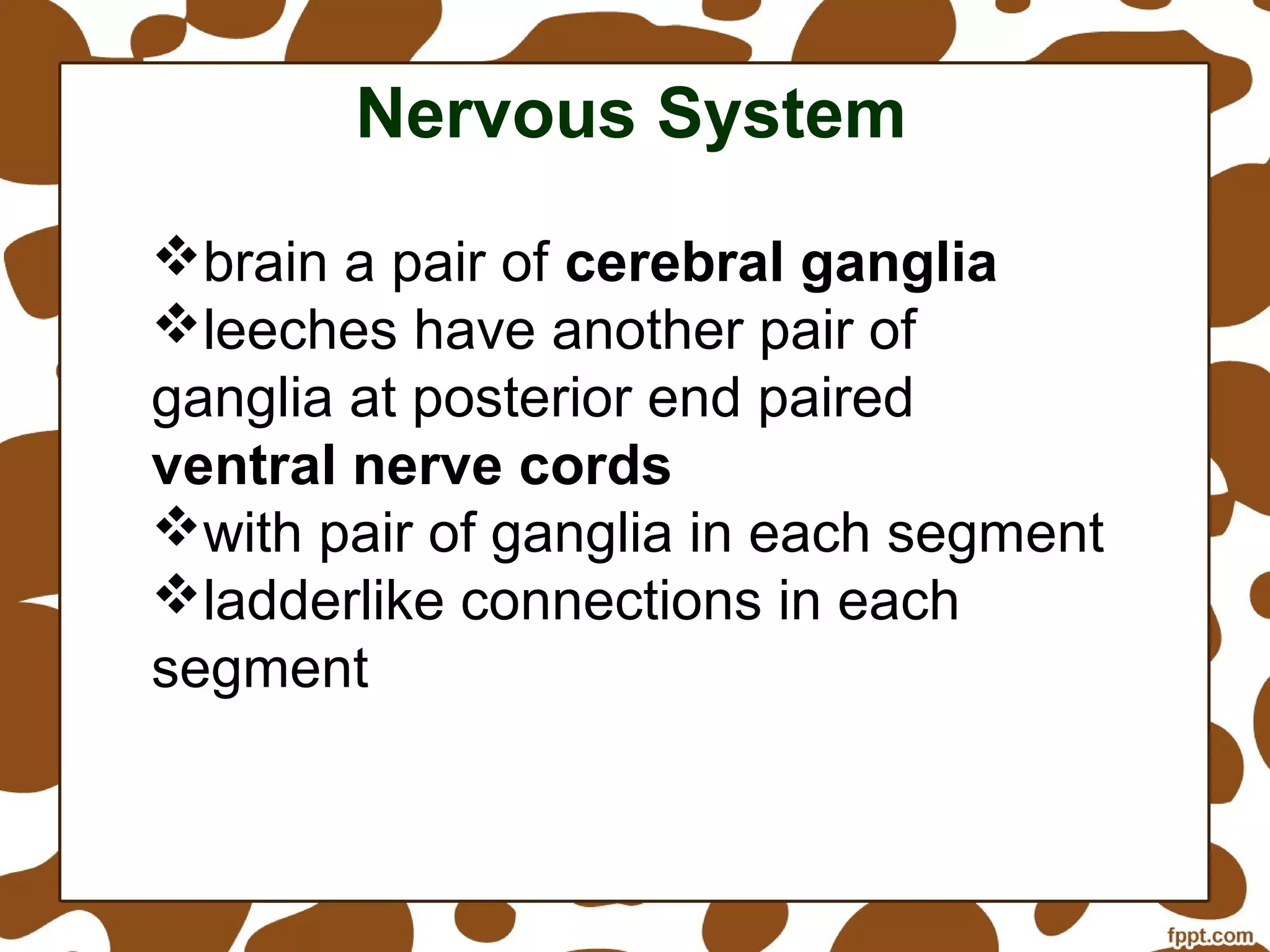 Phylum Annelida - Class Polychaeta, Class Oligochaeta, Class Hirudinea ...
