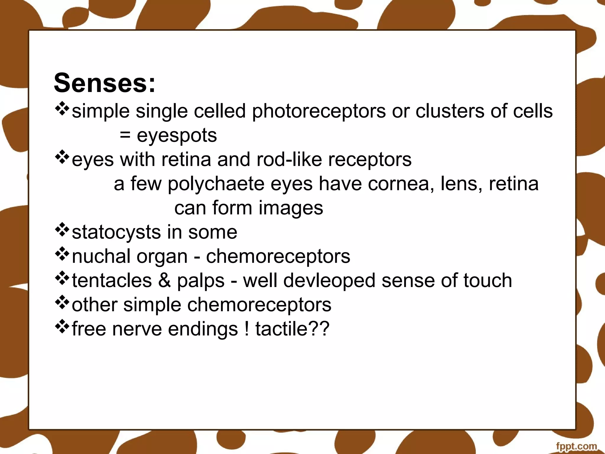 Phylum Annelida - Class Polychaeta, Class Oligochaeta, Class Hirudinea ...