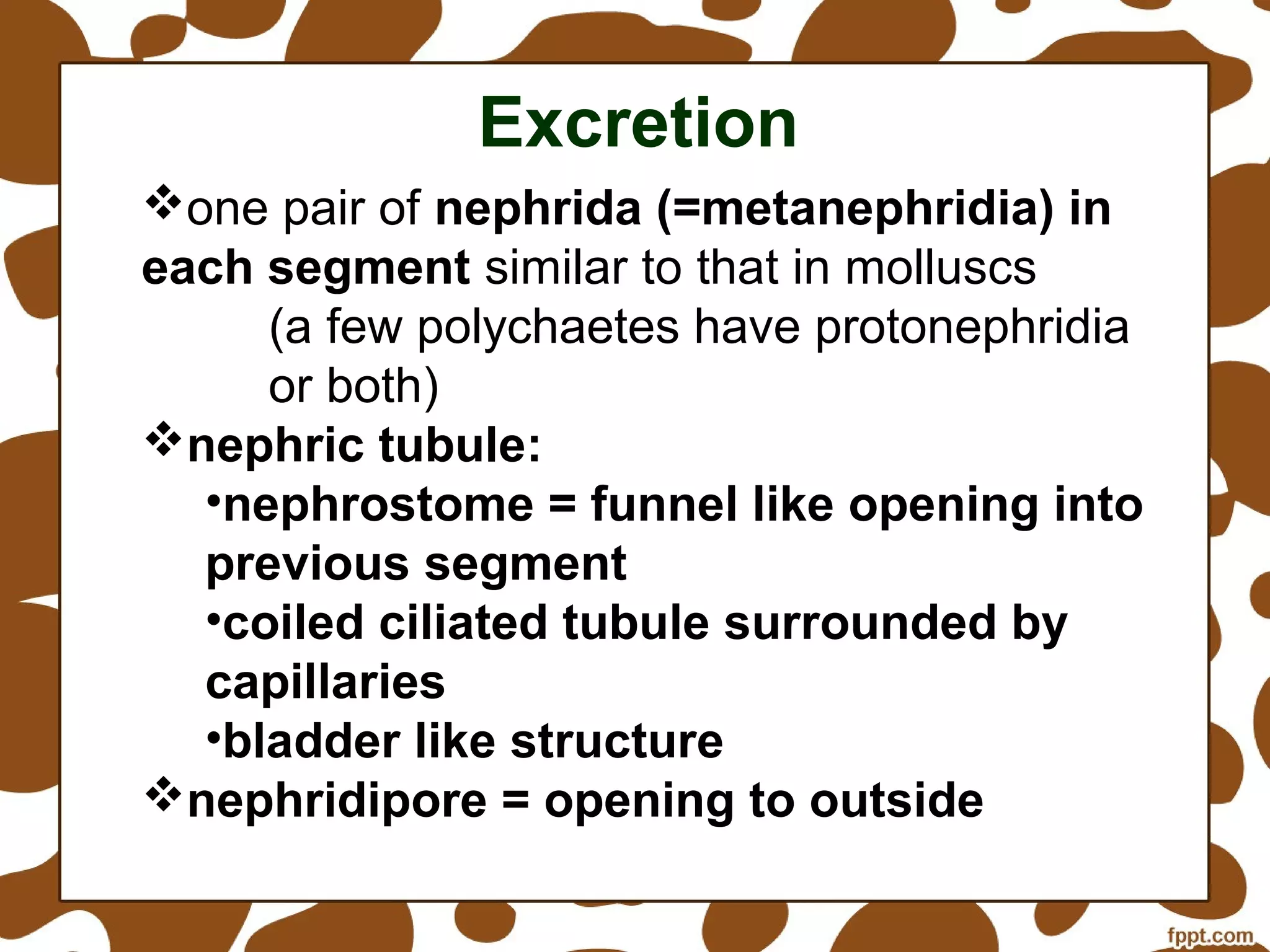 Phylum Annelida - Class Polychaeta, Class Oligochaeta, Class Hirudinea ...