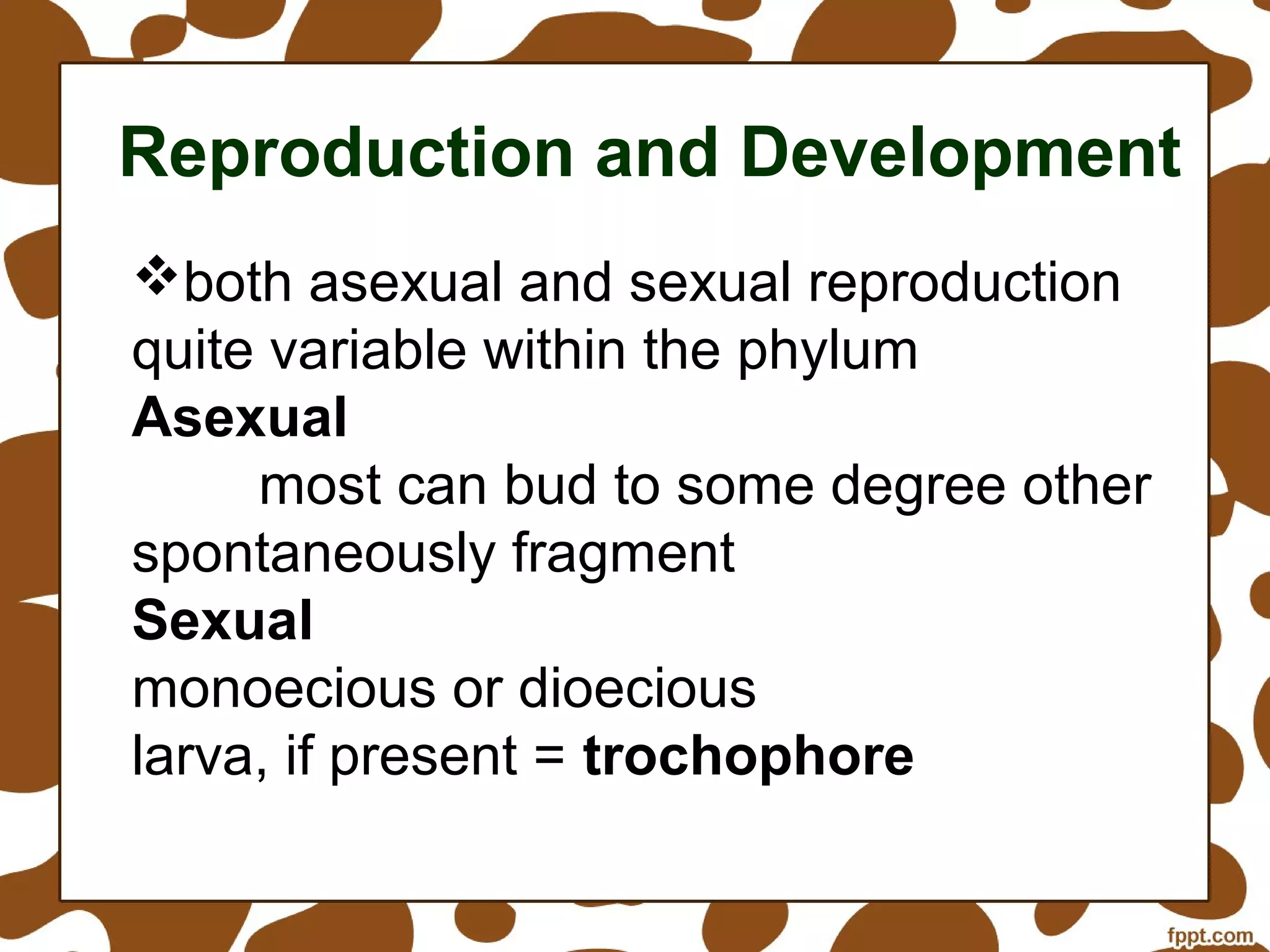 Phylum Annelida - Class Polychaeta, Class Oligochaeta, Class Hirudinea ...