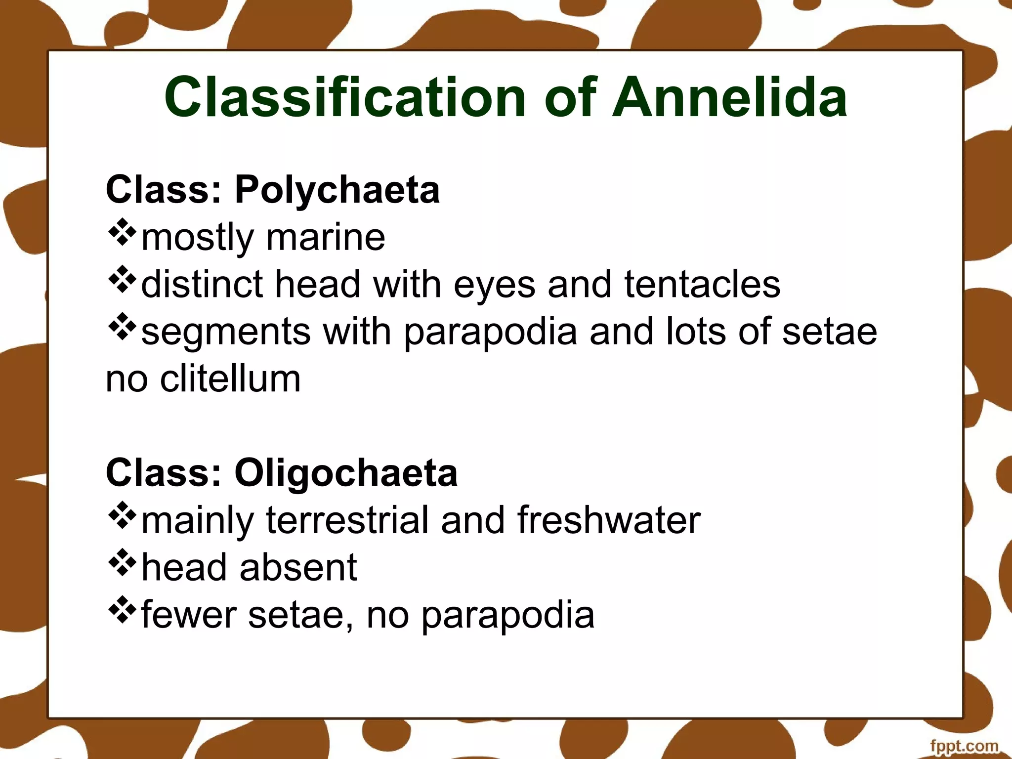 Phylum Annelida - Class Polychaeta, Class Oligochaeta, Class Hirudinea ...