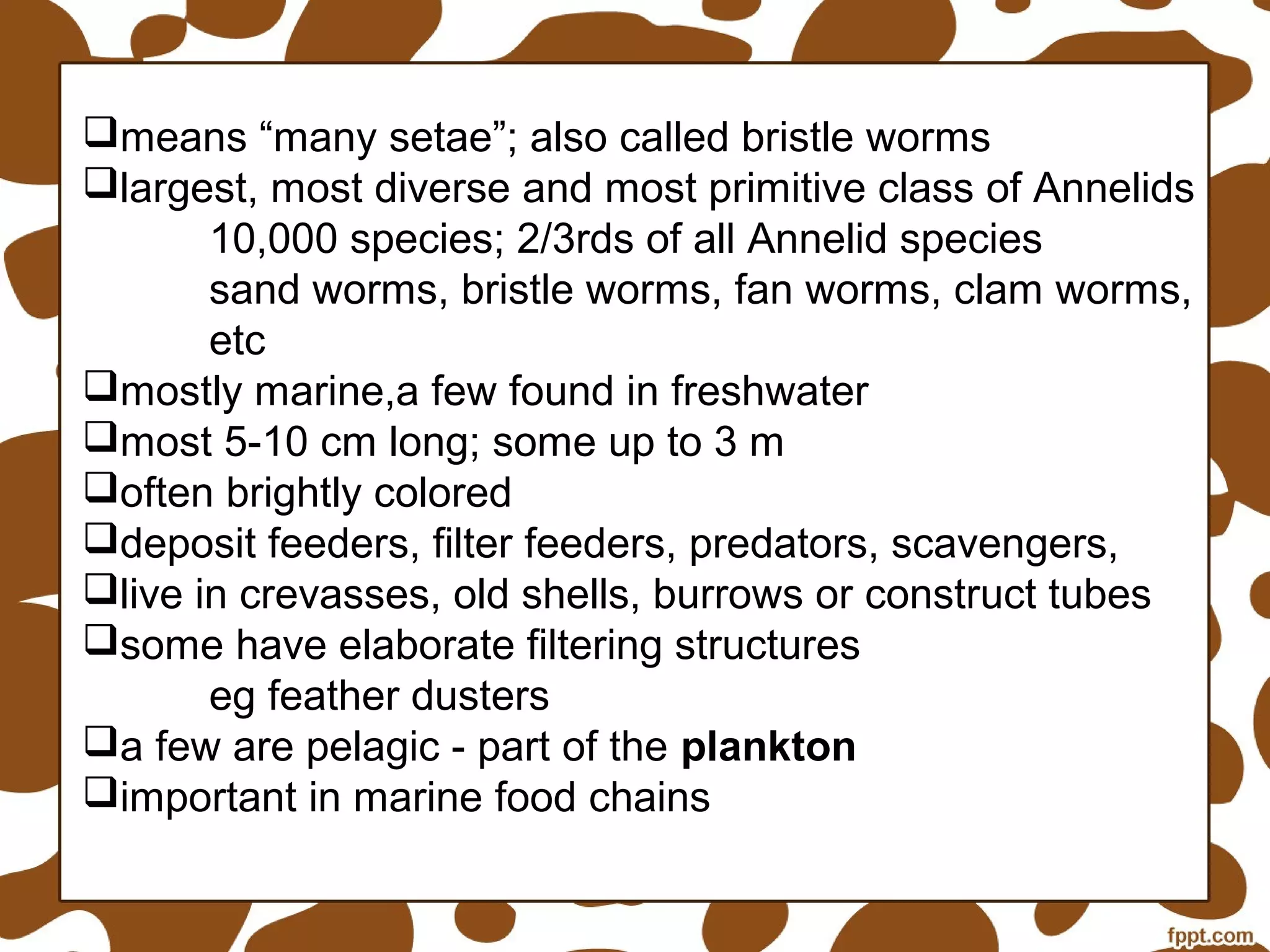 Phylum Annelida - Class Polychaeta, Class Oligochaeta, Class Hirudinea ...