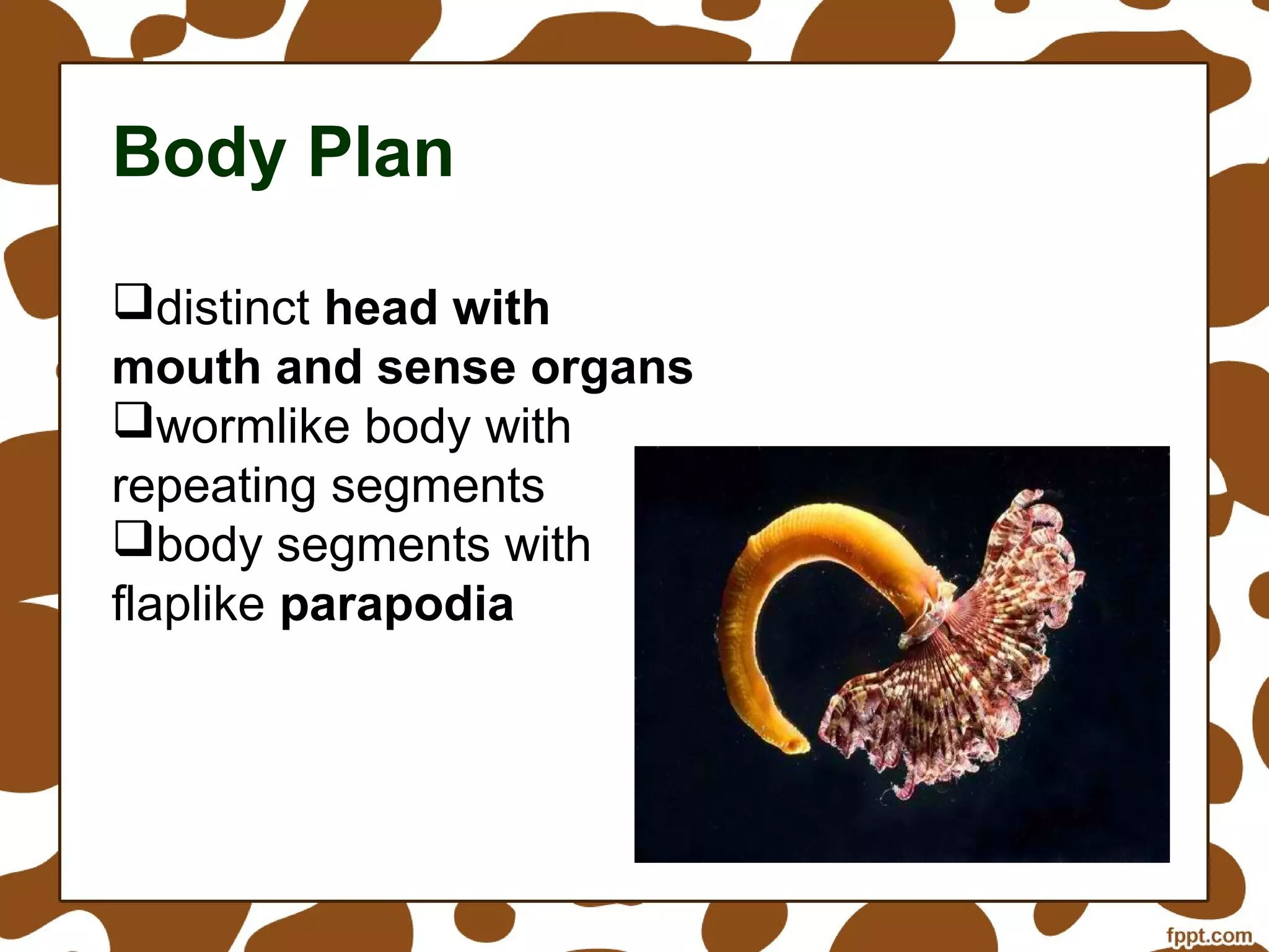 Phylum Annelida - Class Polychaeta, Class Oligochaeta, Class Hirudinea ...