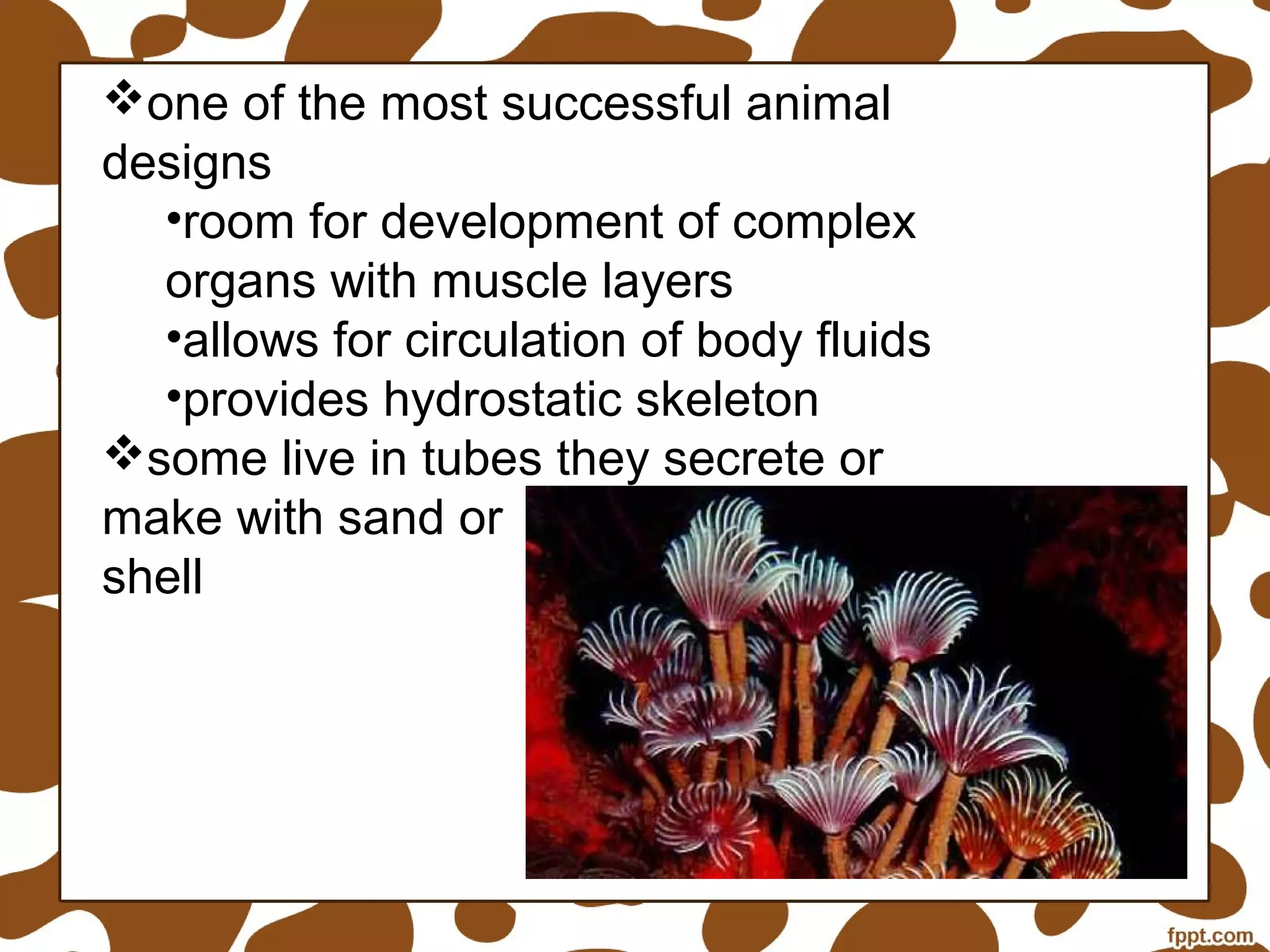 Phylum Annelida - Class Polychaeta, Class Oligochaeta, Class Hirudinea ...