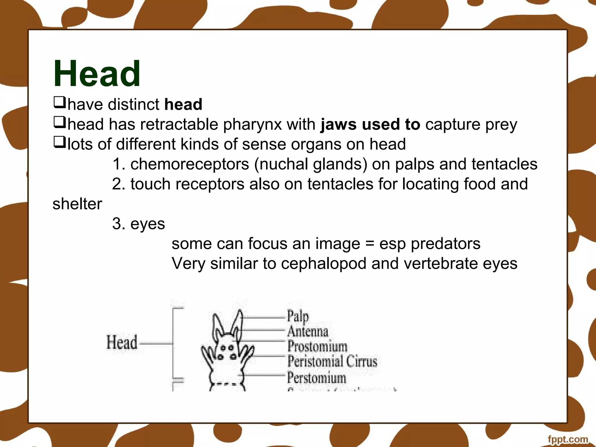Phylum Annelida - Class Polychaeta, Class Oligochaeta, Class Hirudinea ...