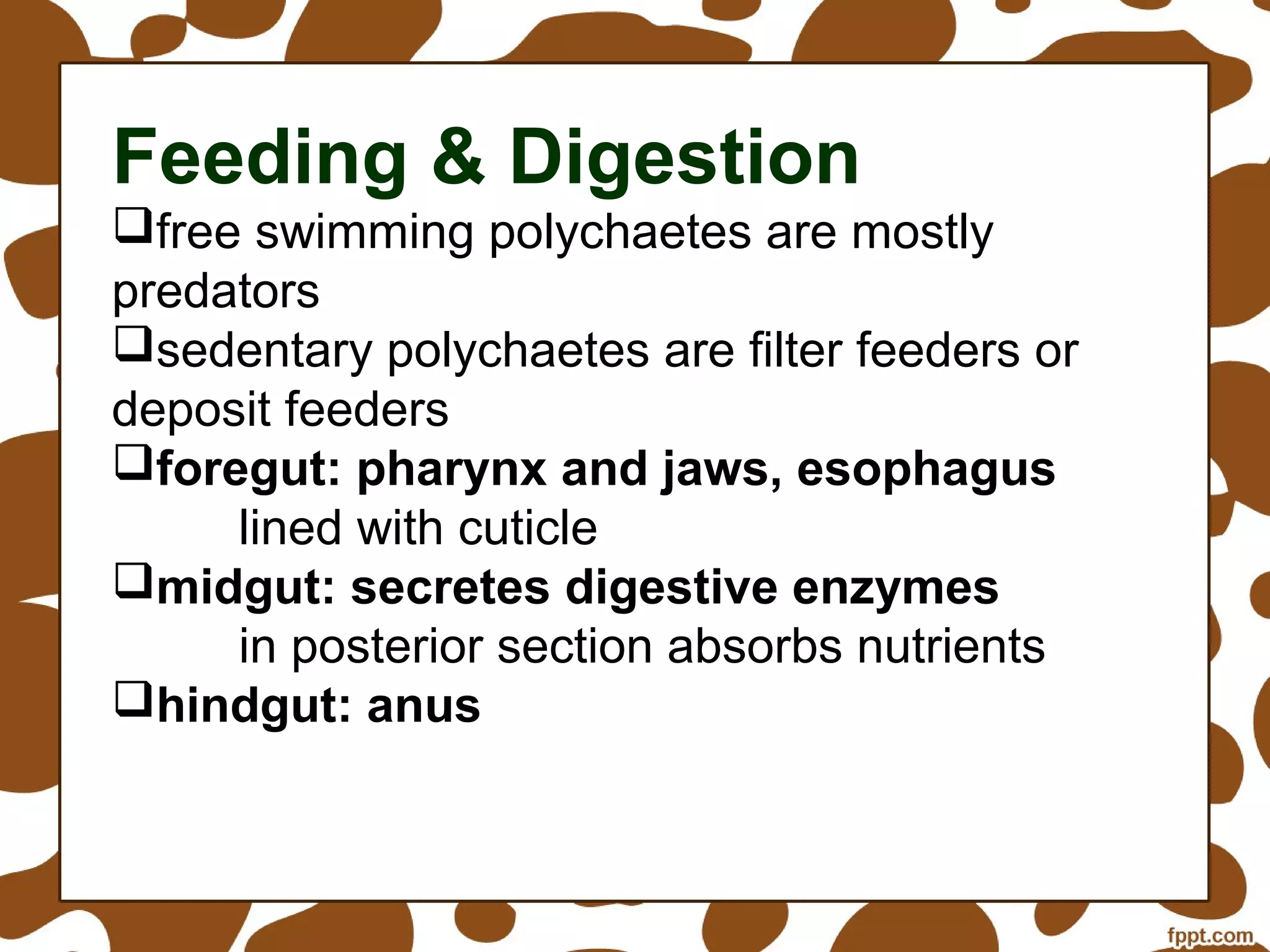 Phylum Annelida - Class Polychaeta, Class Oligochaeta, Class Hirudinea ...