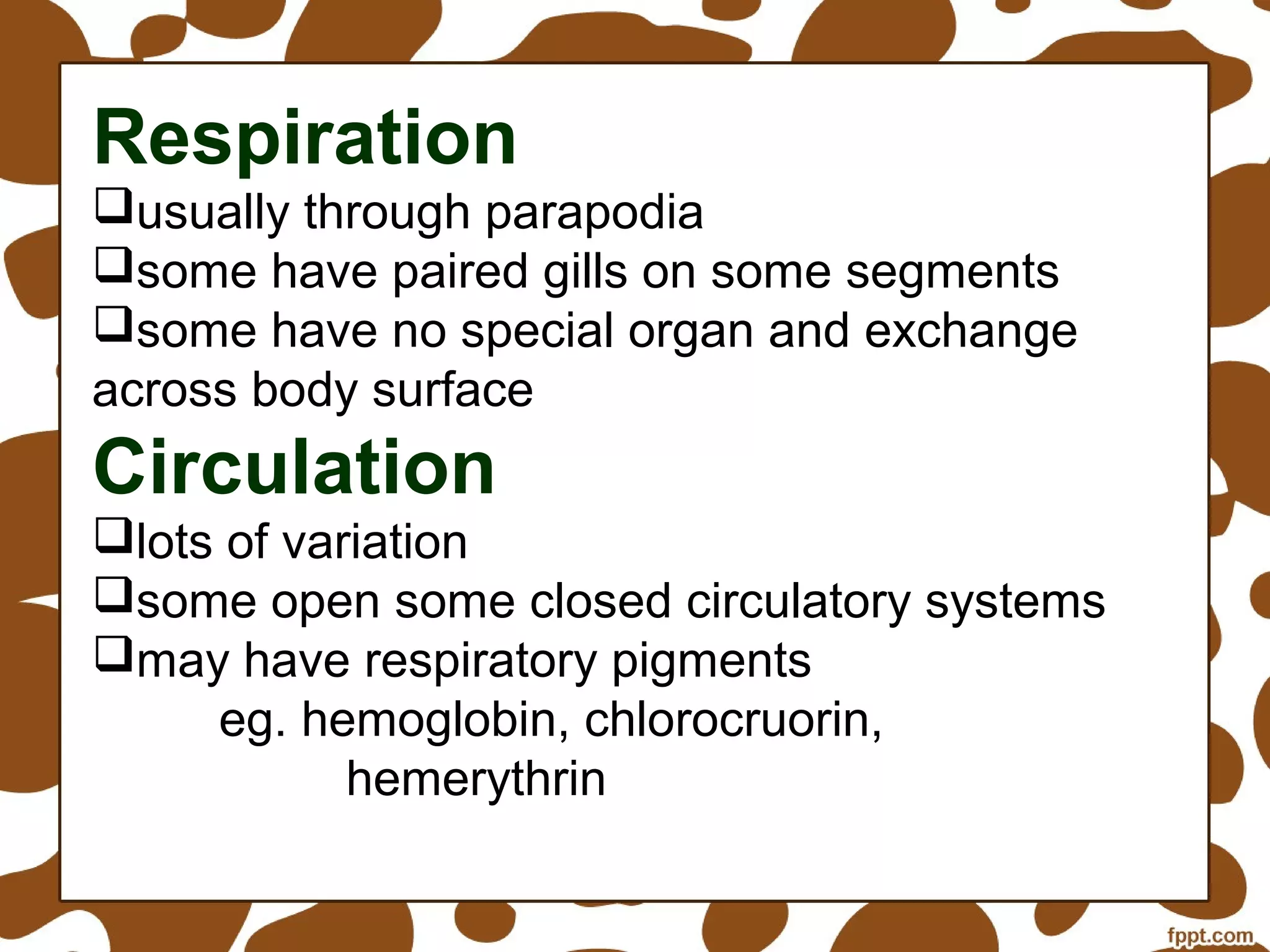 Phylum Annelida - Class Polychaeta, Class Oligochaeta, Class Hirudinea ...