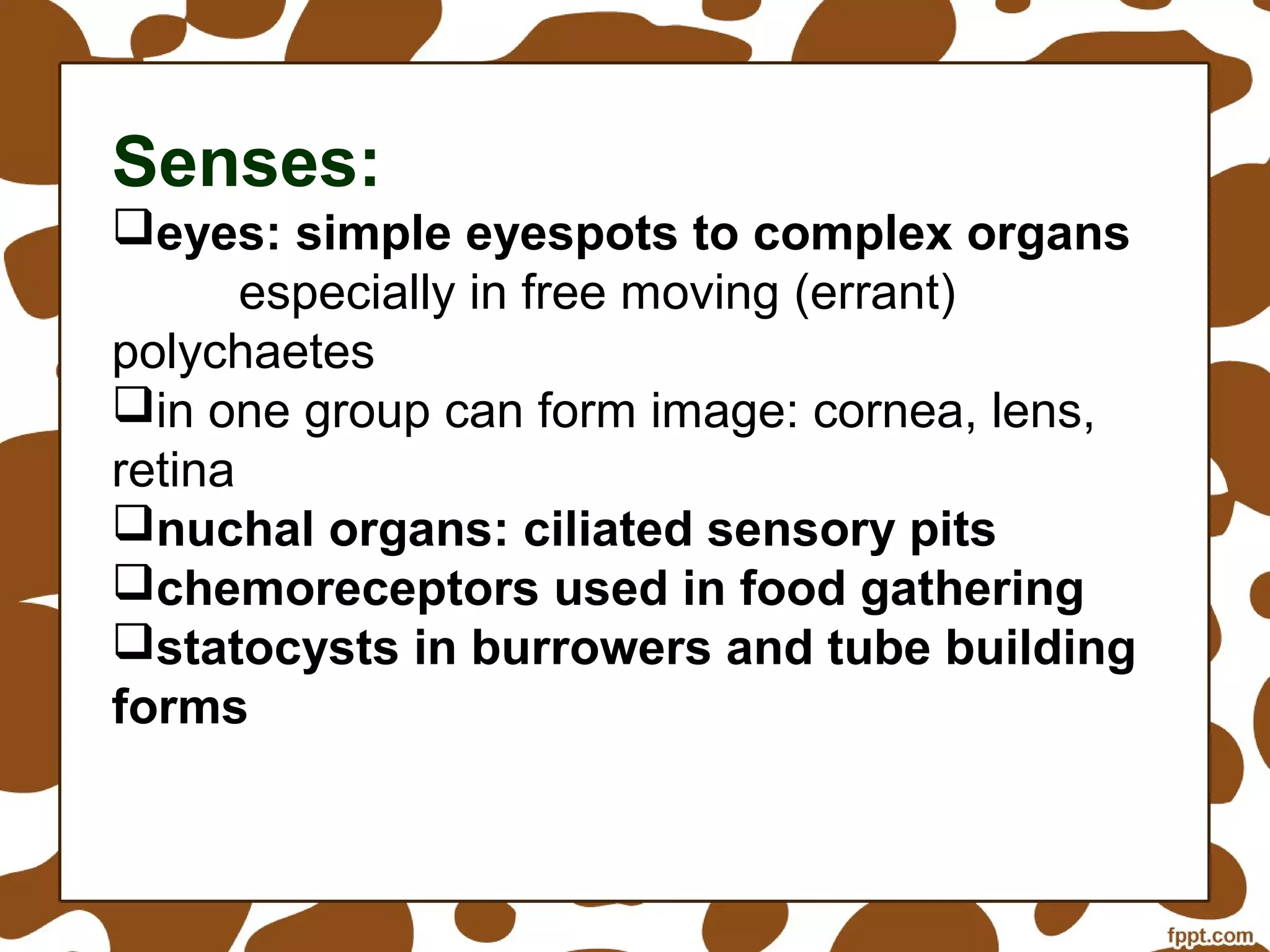 Phylum Annelida - Class Polychaeta, Class Oligochaeta, Class Hirudinea ...