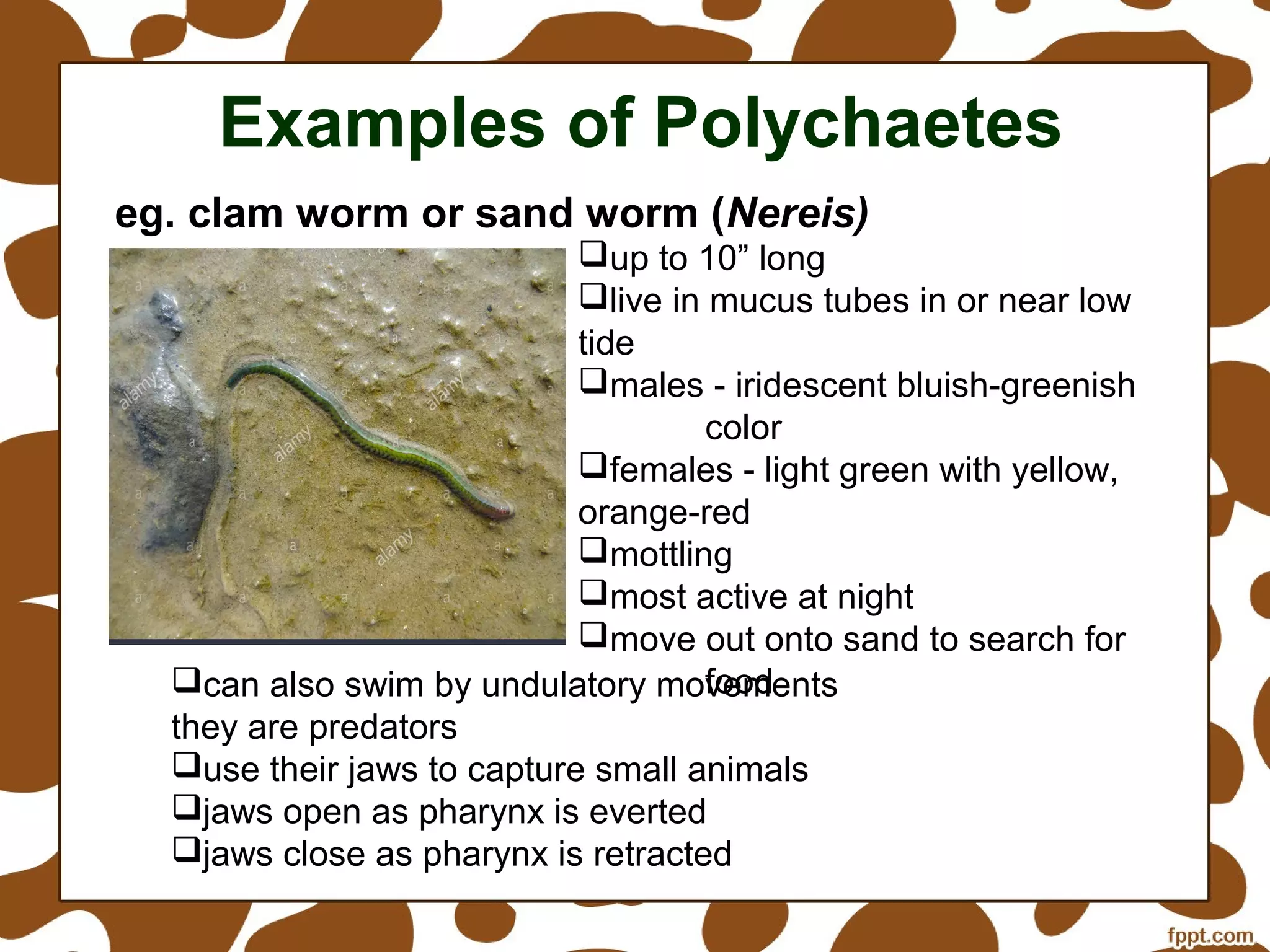 Phylum Annelida - Class Polychaeta, Class Oligochaeta, Class Hirudinea ...
