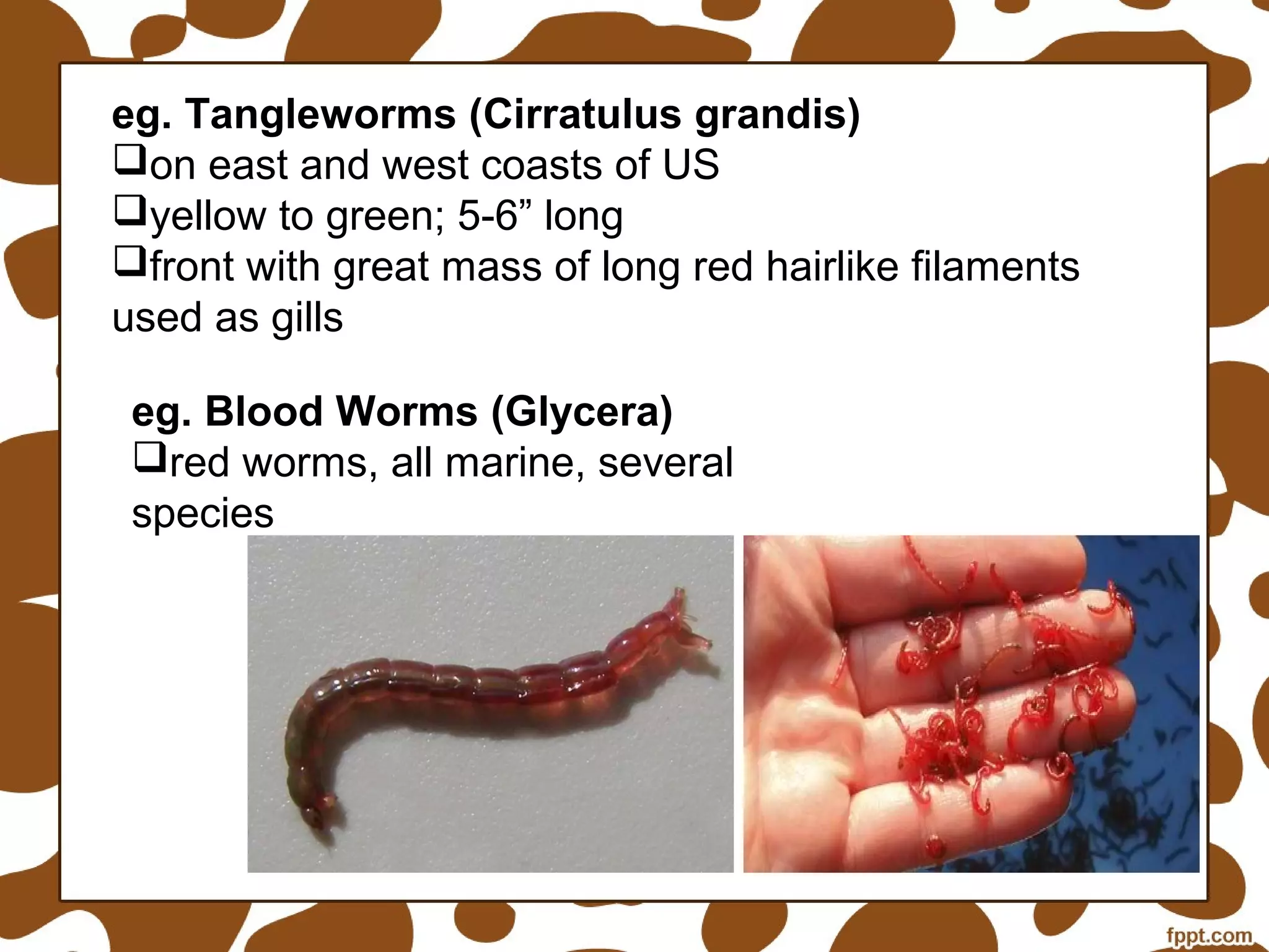 Phylum Annelida - Class Polychaeta, Class Oligochaeta, Class Hirudinea ...