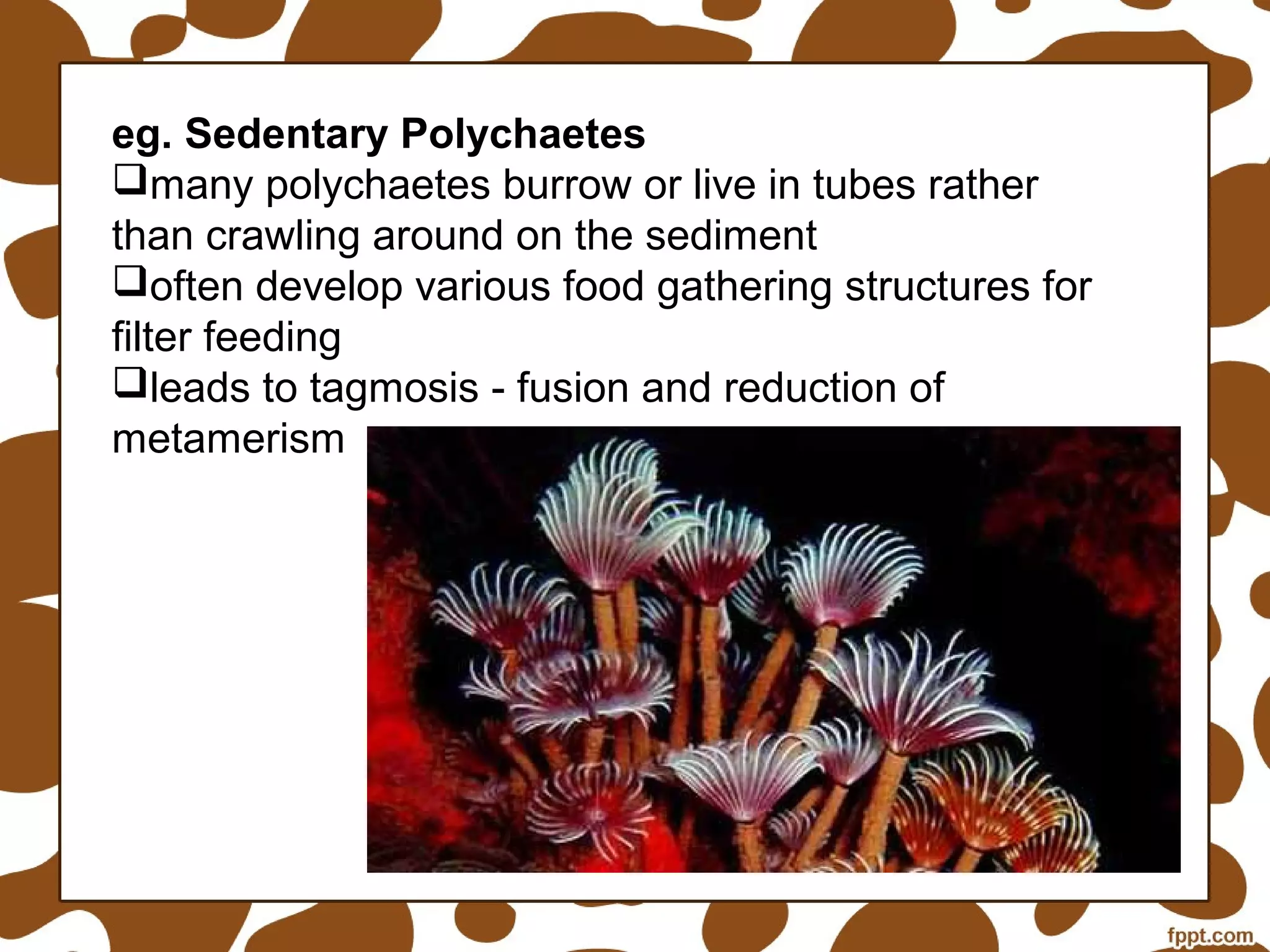 Phylum Annelida - Class Polychaeta, Class Oligochaeta, Class Hirudinea ...