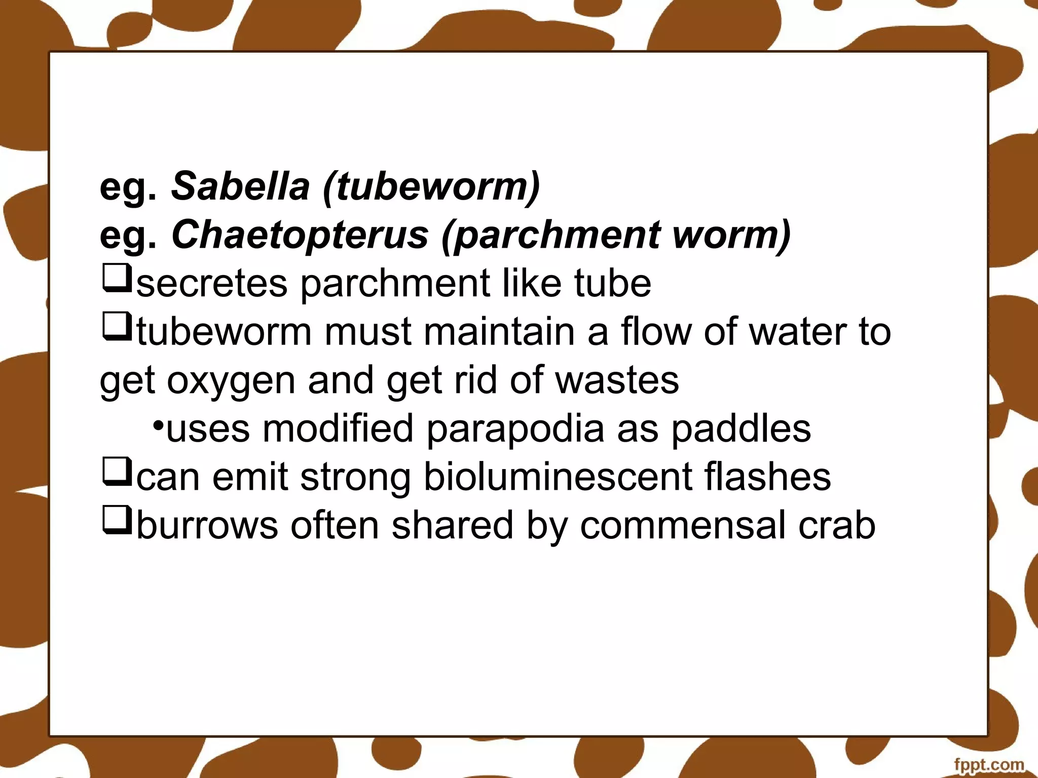Phylum Annelida - Class Polychaeta, Class Oligochaeta, Class Hirudinea ...