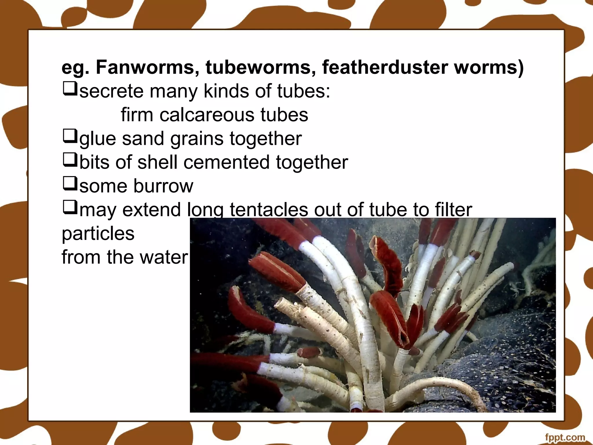 Phylum Annelida - Class Polychaeta, Class Oligochaeta, Class Hirudinea ...