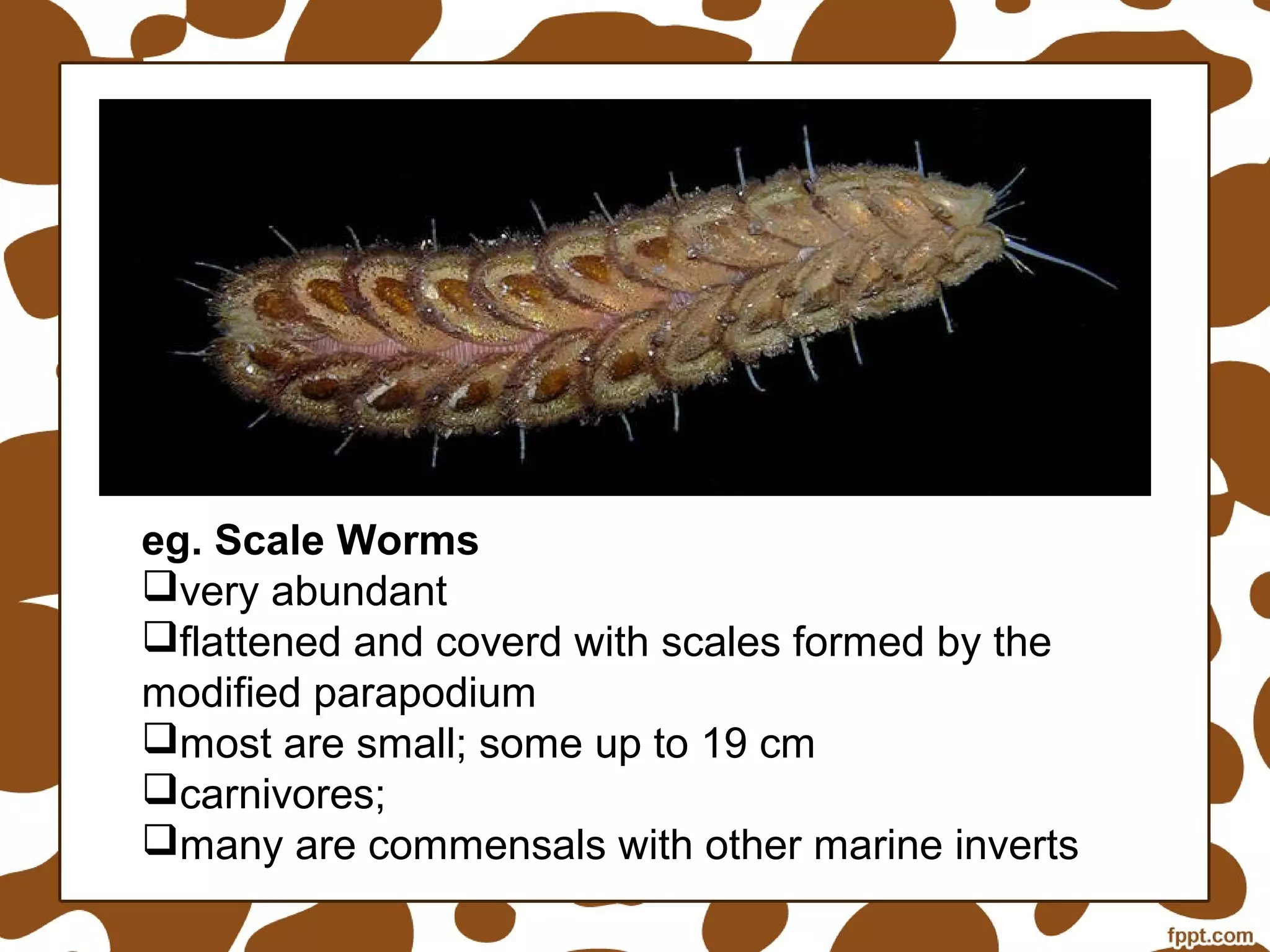 Phylum Annelida - Class Polychaeta, Class Oligochaeta, Class Hirudinea ...