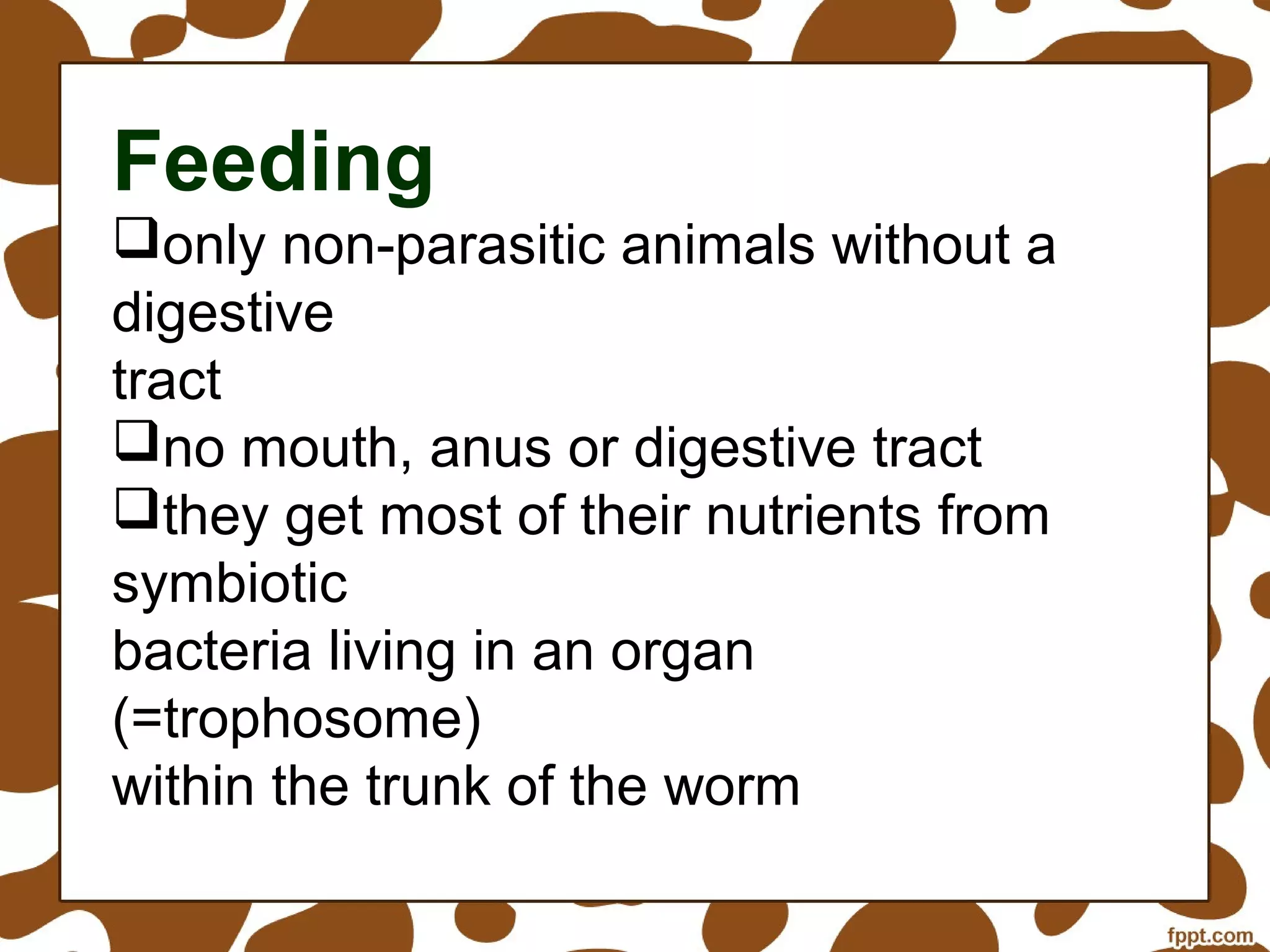 Phylum Annelida - Class Polychaeta, Class Oligochaeta, Class Hirudinea ...