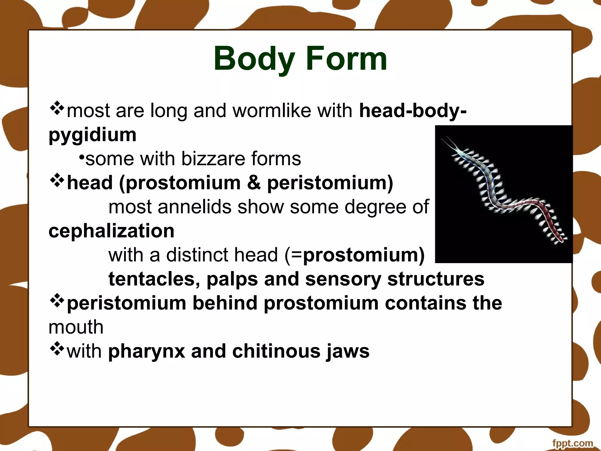 Phylum Annelida - Class Polychaeta, Class Oligochaeta, Class Hirudinea ...