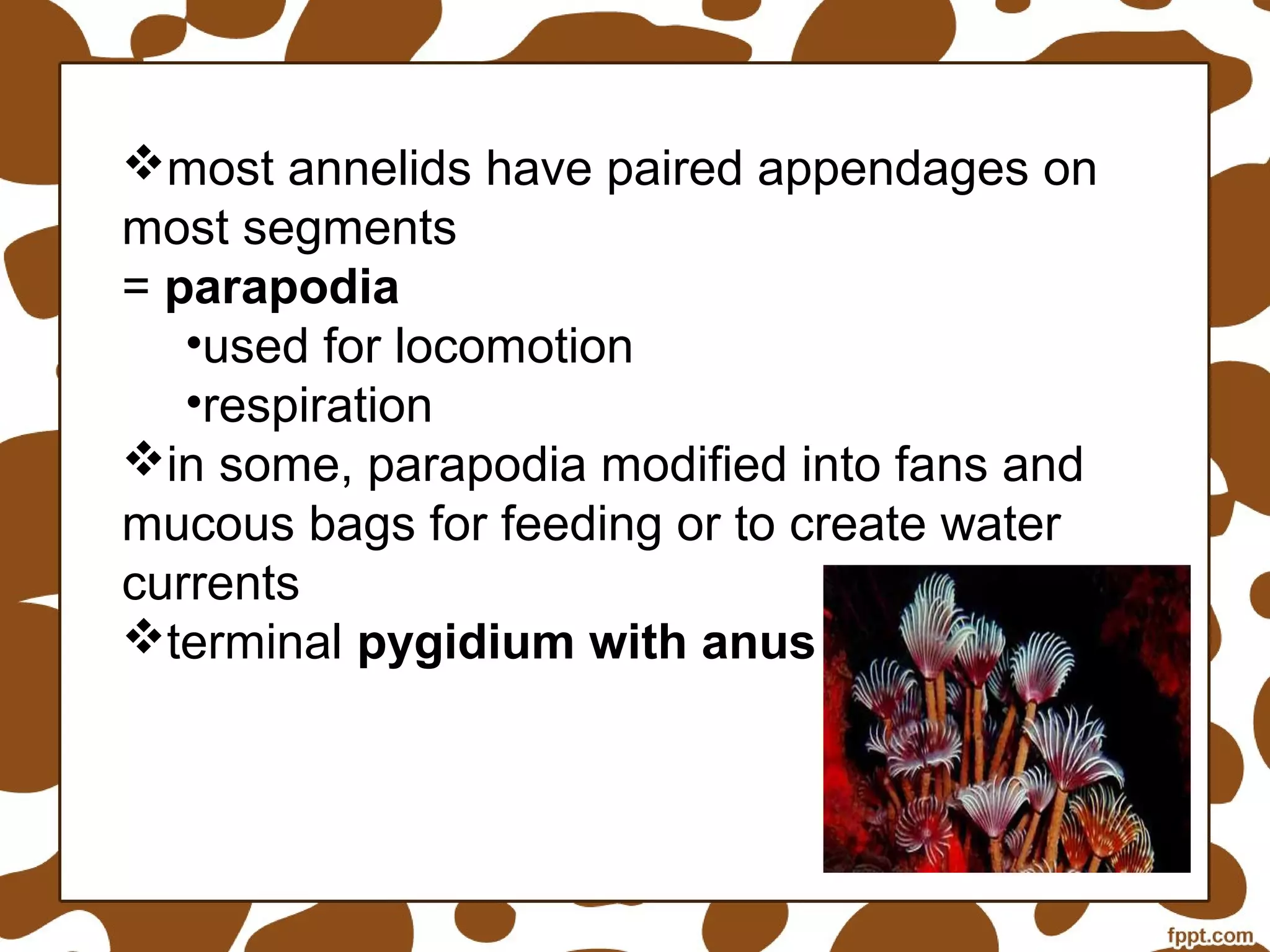 Phylum Annelida - Class Polychaeta, Class Oligochaeta, Class Hirudinea ...