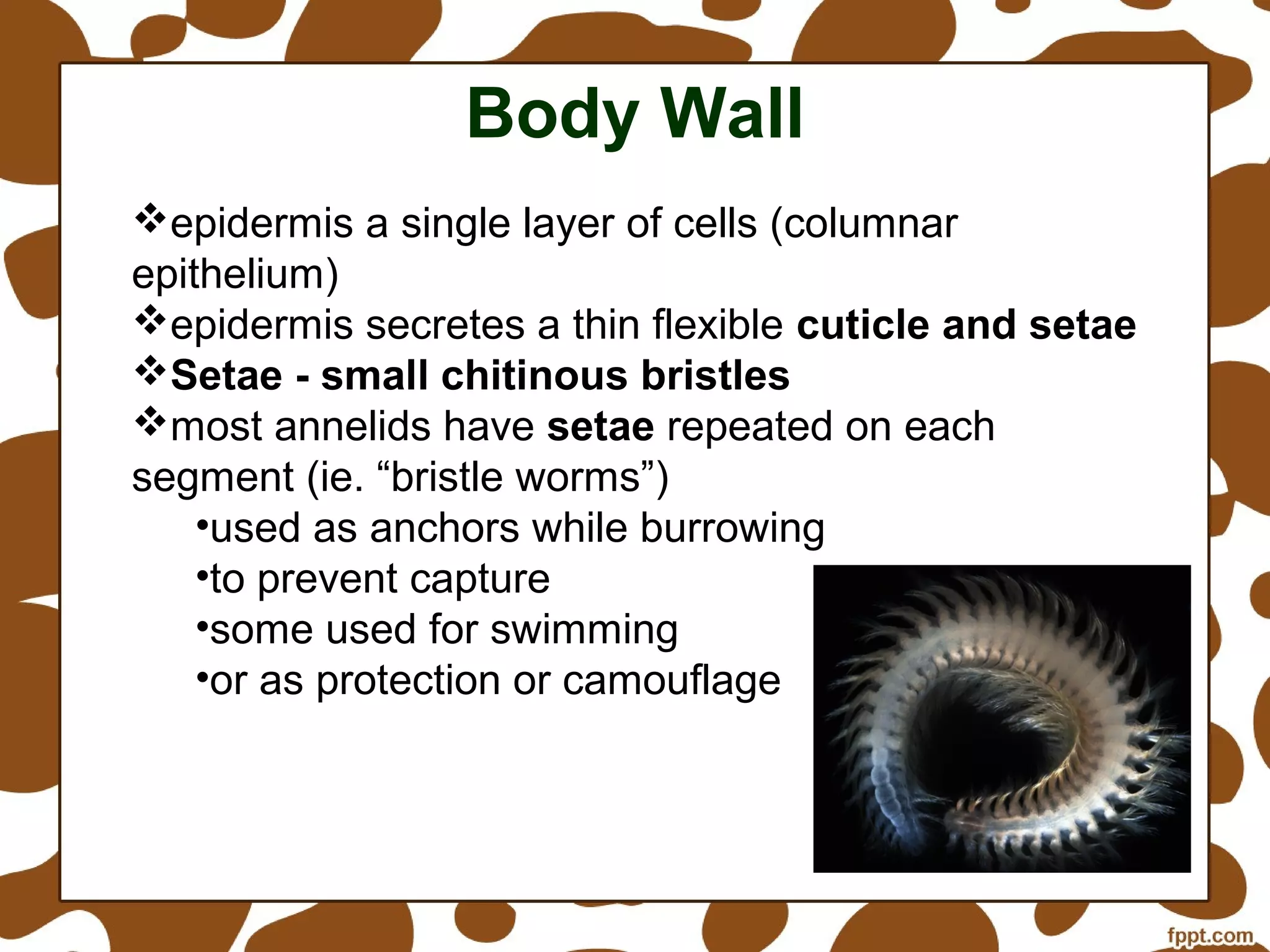 Phylum Annelida - Class Polychaeta, Class Oligochaeta, Class Hirudinea ...